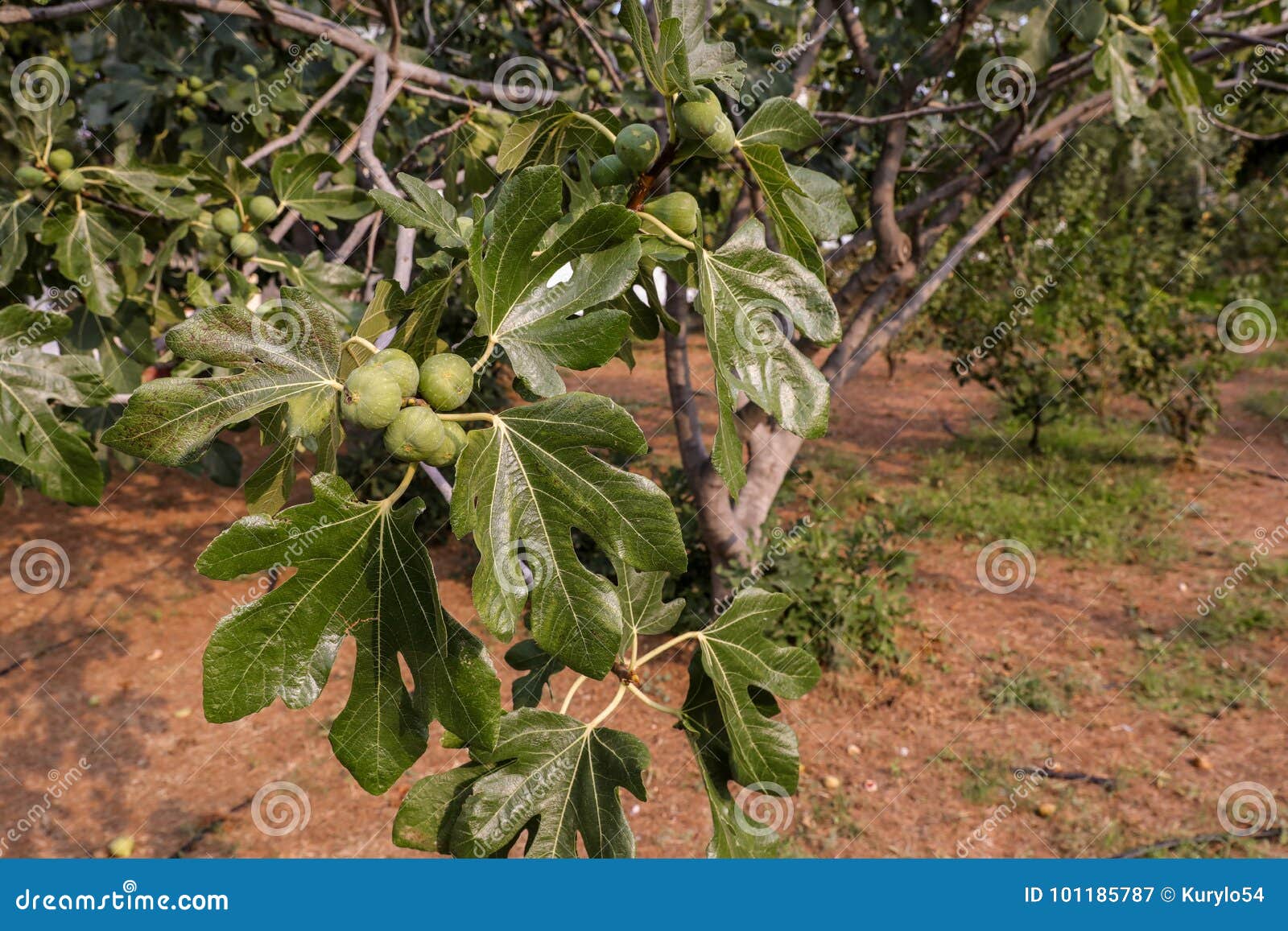 Growing Fig Fruits on Branches of a Fig Tree. Stock Image - Image of ...