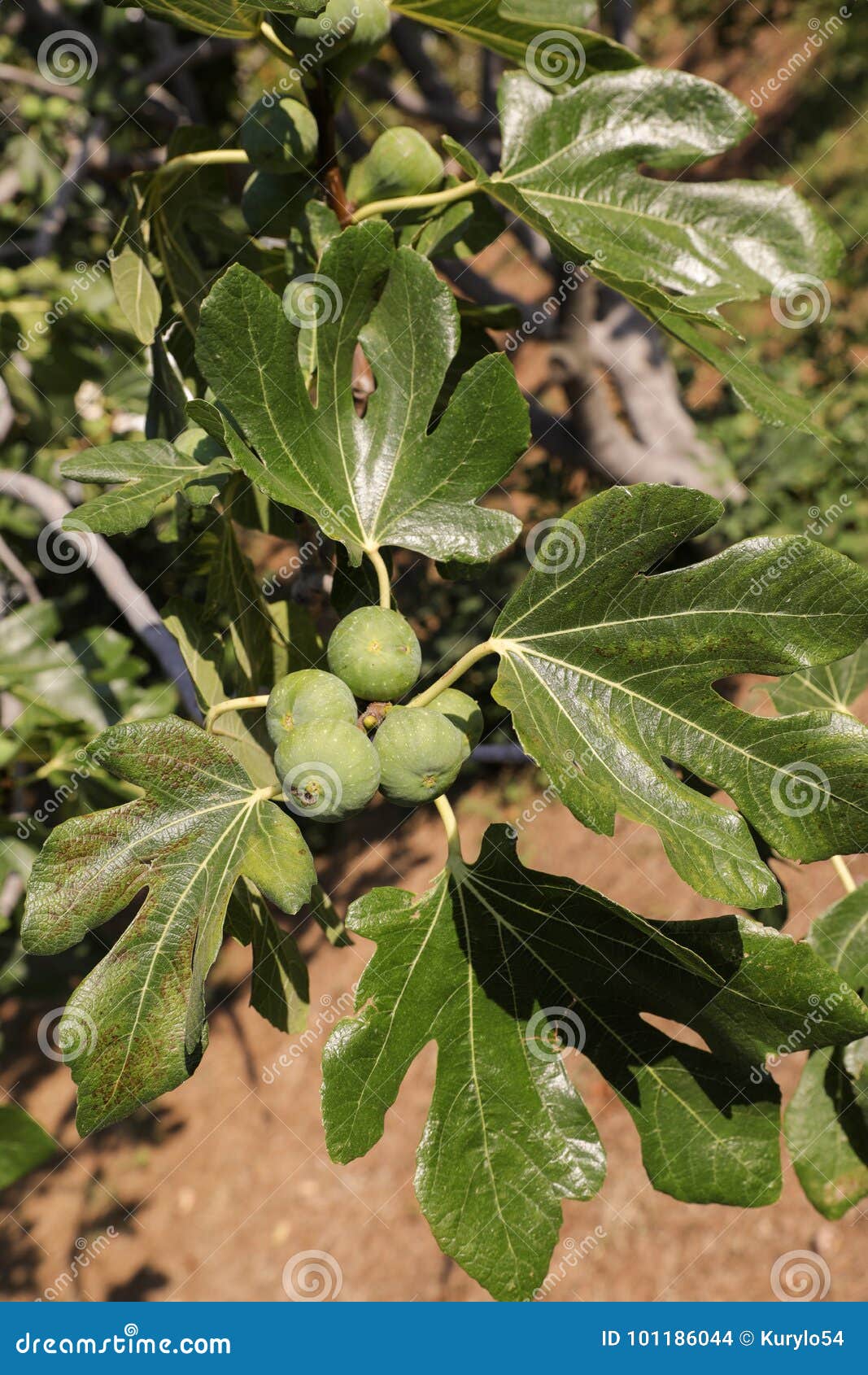 Growing Fig Fruits on Branches of a Fig Tree. Stock Photo - Image of ...