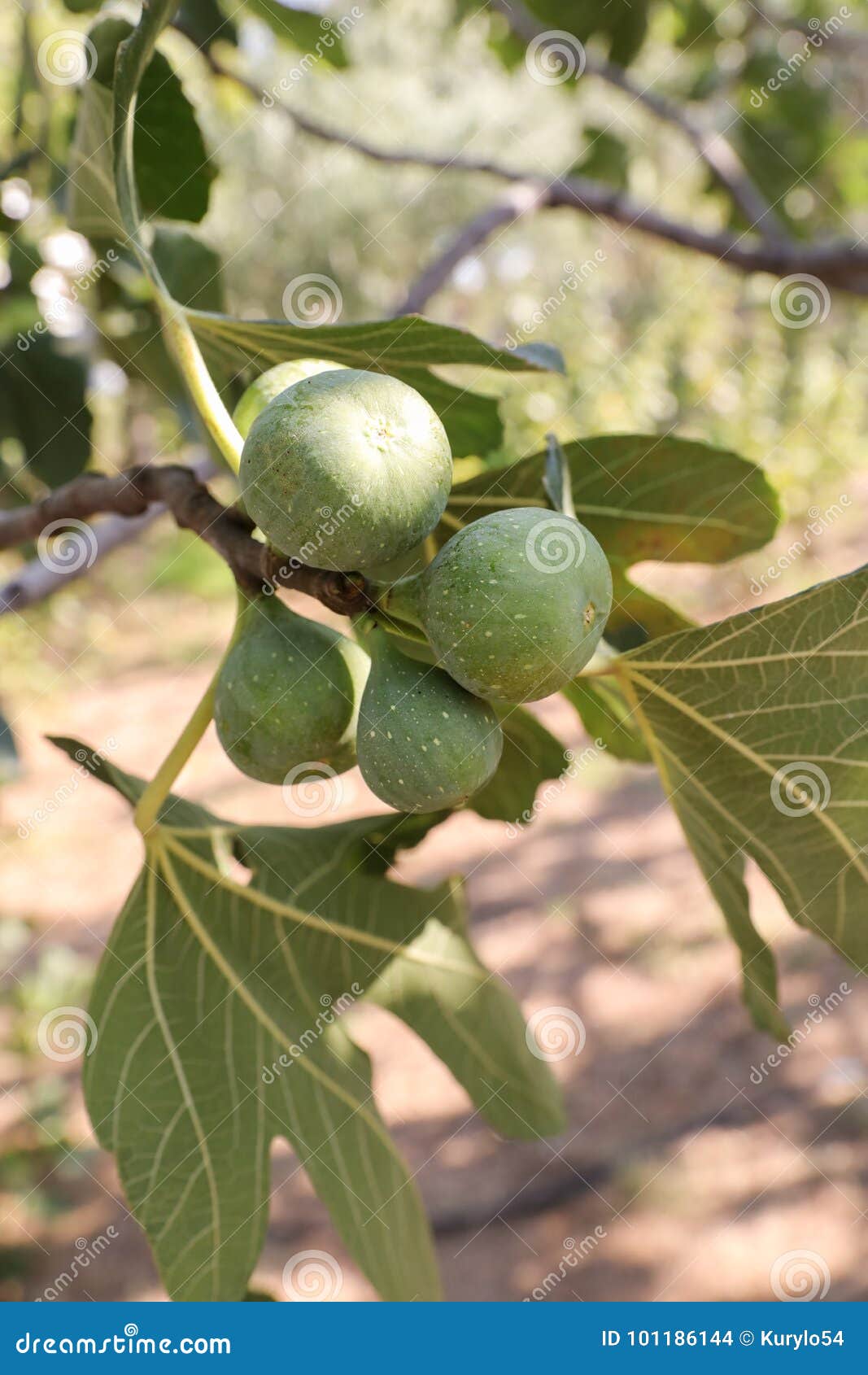 Growing Fig Fruits on Branches of a Fig Tree. Stock Photo - Image of ...
