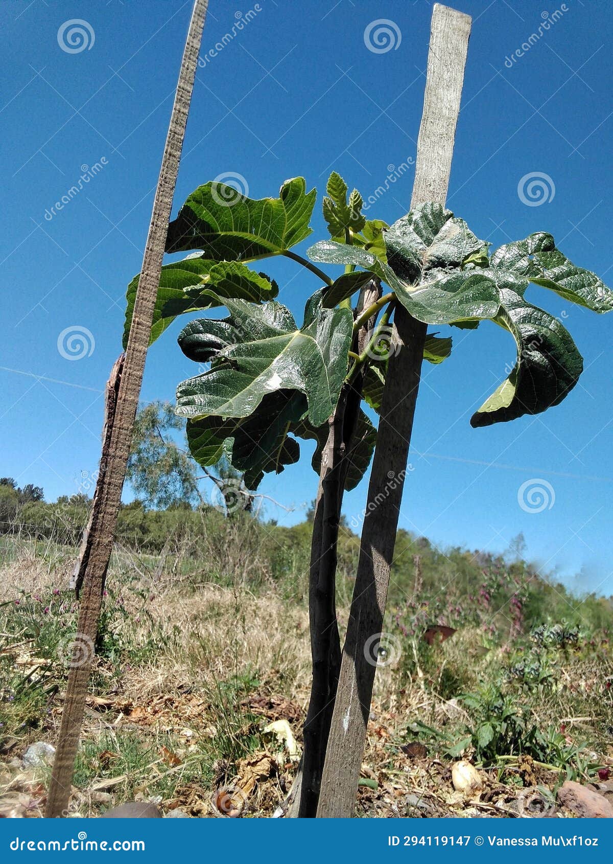 Growing Fig Tree Plant in the Field Stock Image - Image of growing ...