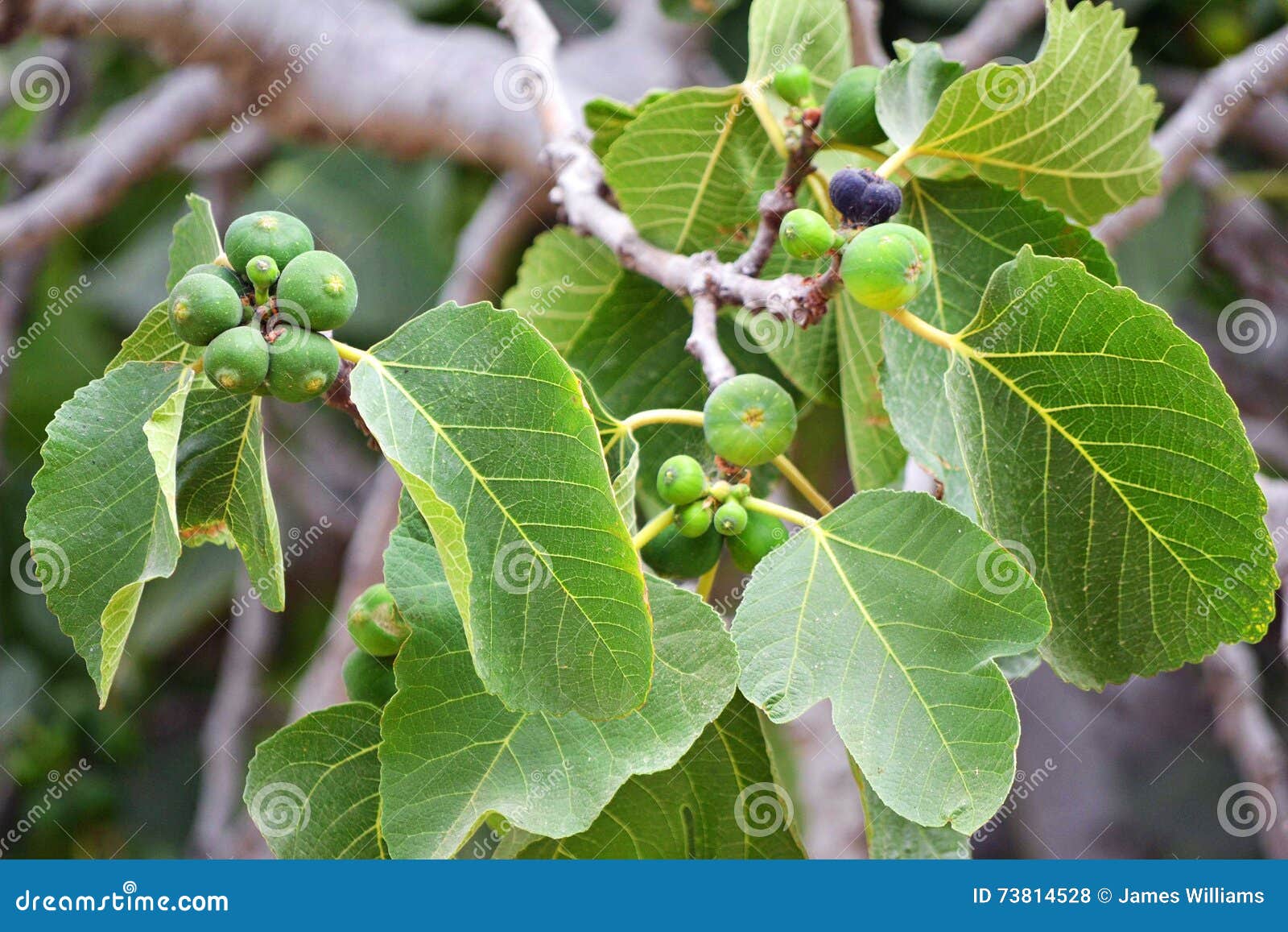 Growing Figs stock photo. Image of growing, figs, israel - 73814528