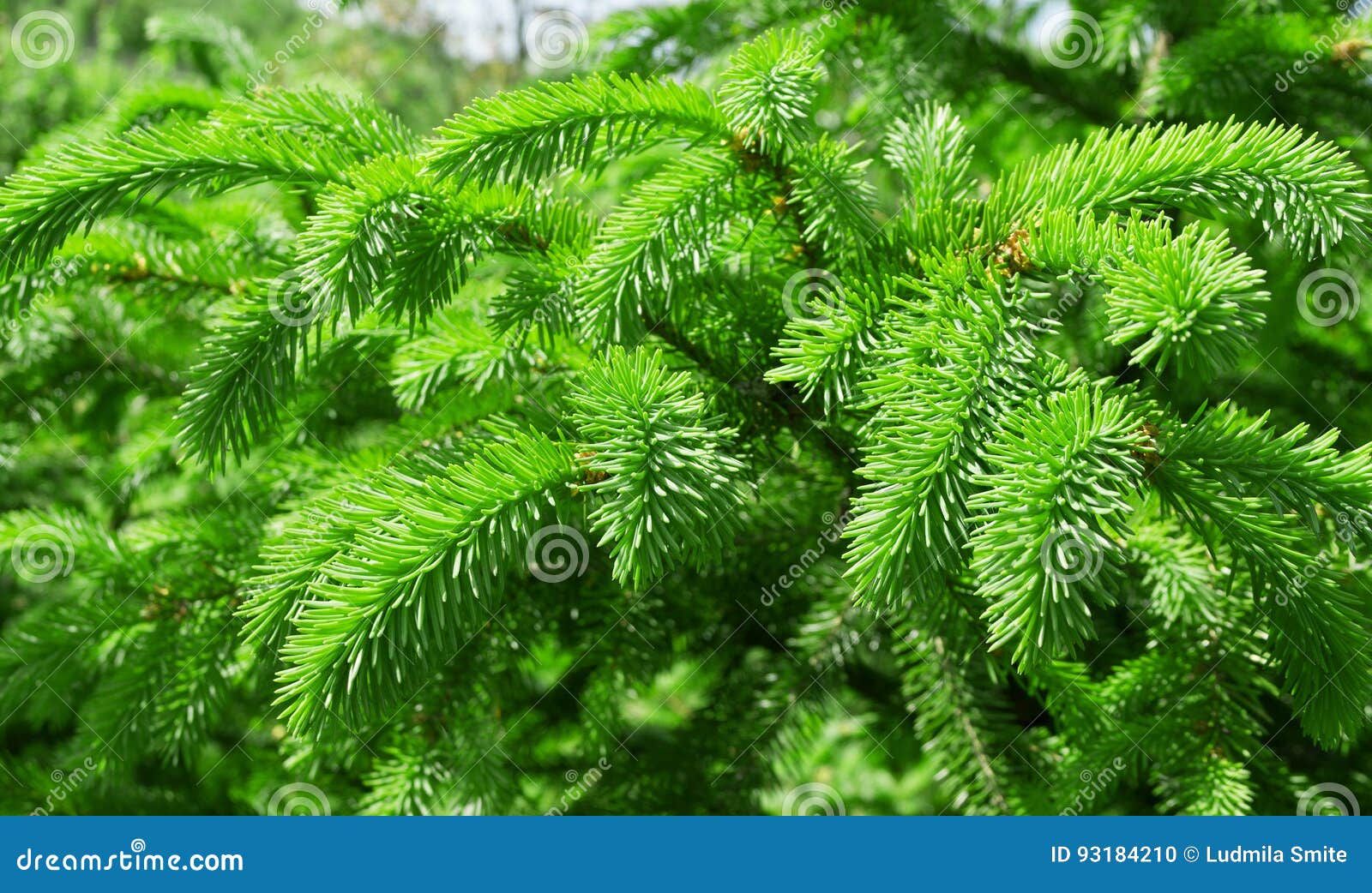 Growing fir-tree. stock photo. Image of plant, forest - 93184210