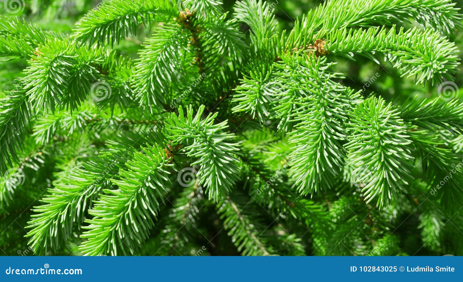 Growing fir-tree. stock image. Image of beautiful, flora - 102843025