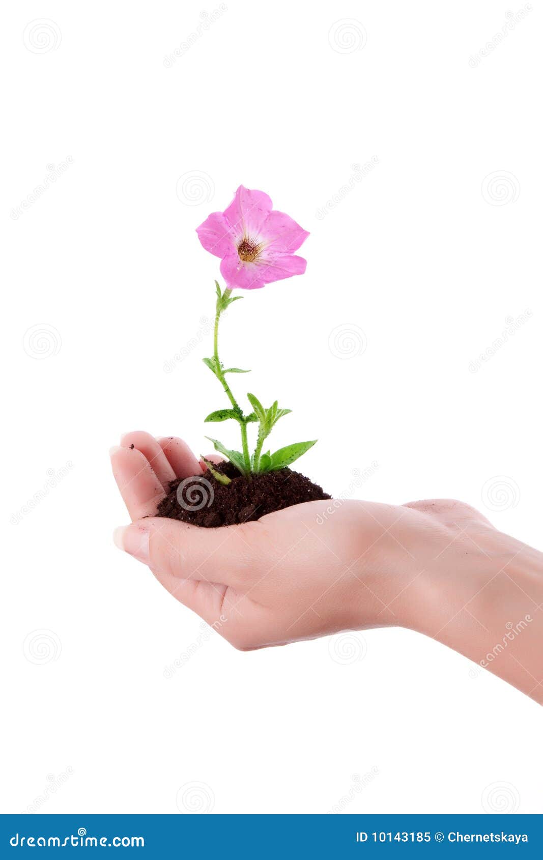 Growing flower stock image. Image of holding, background - 10143185