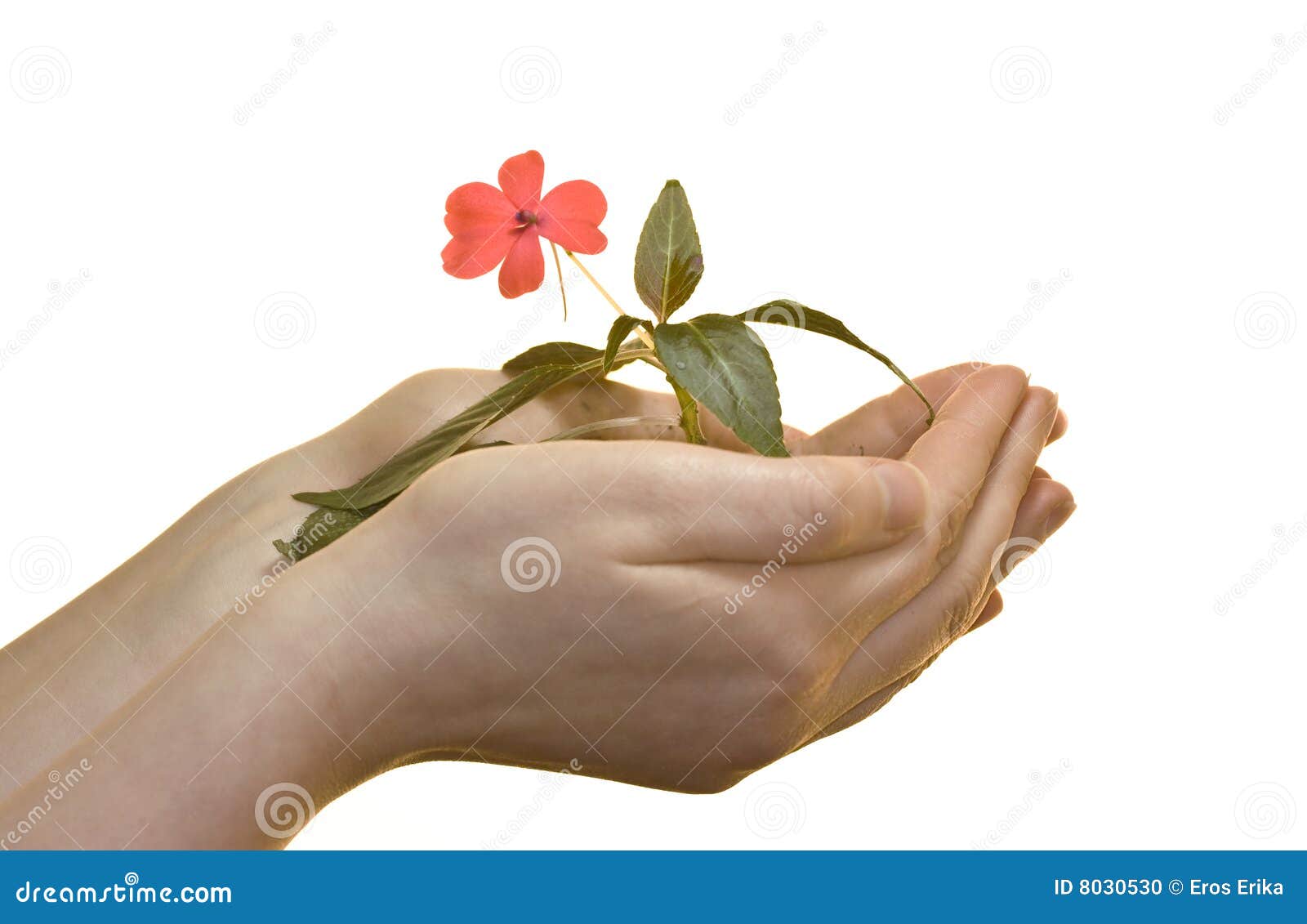Growing flower stock photo. Image of healthy, develop - 8030530