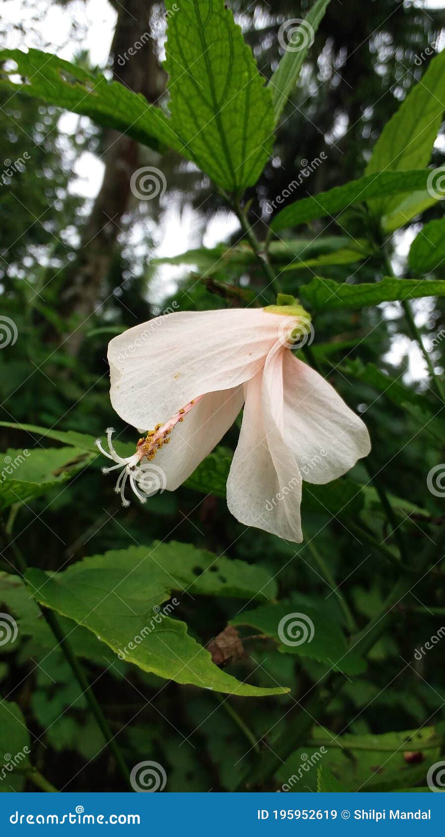 Growing Flower in Flowering Garden Stock Image - Image of animal ...