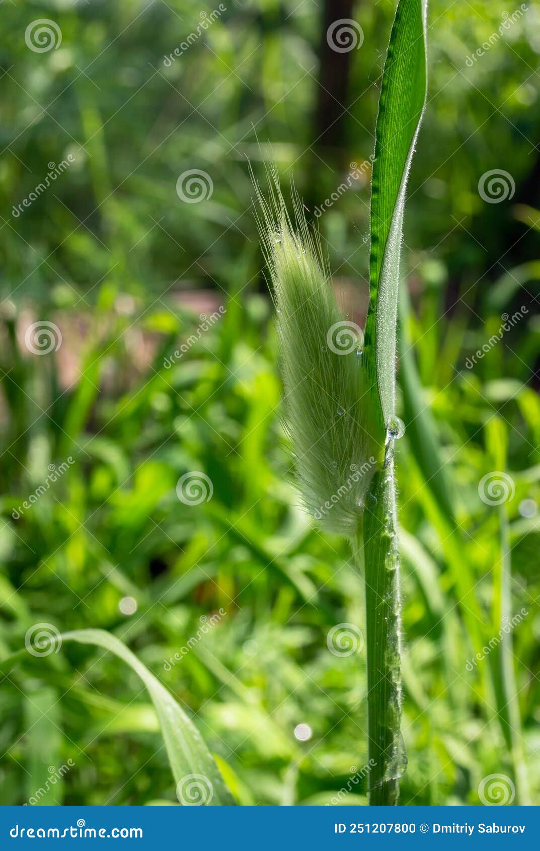 Growing Flowering of the Cereal Lagurus. Stock Photo - Image of ...