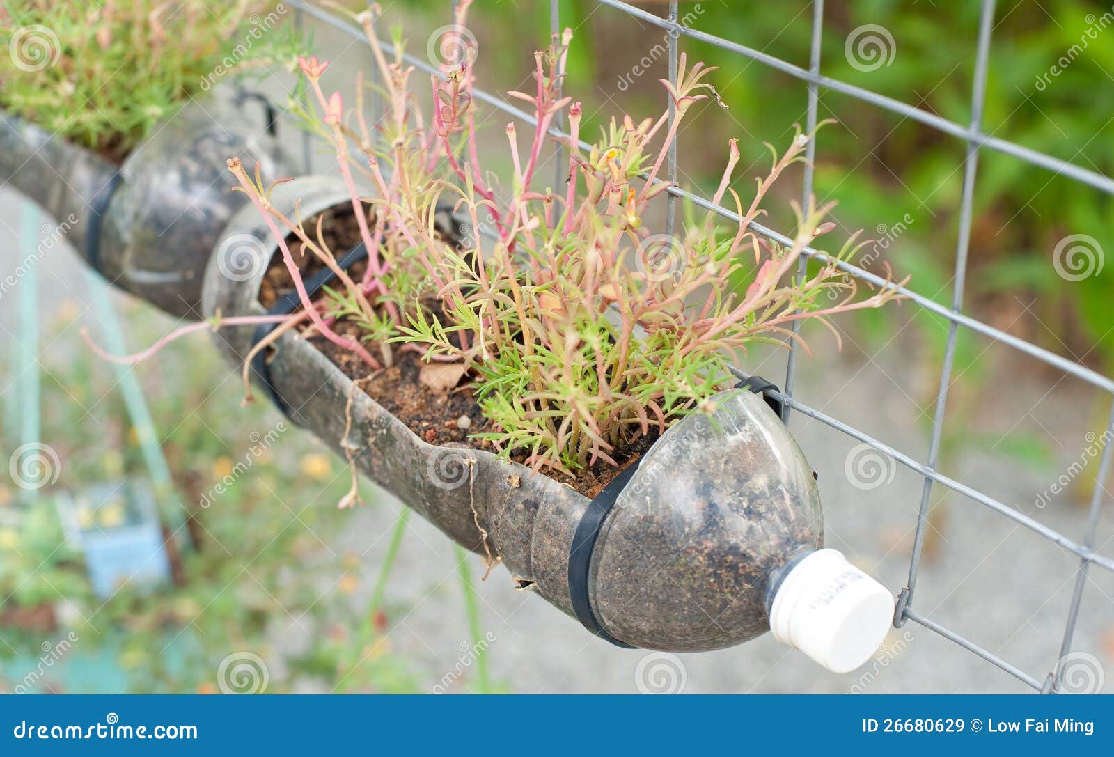 Growing Flowers from a Bottle Stock Image - Image of colourful, green ...