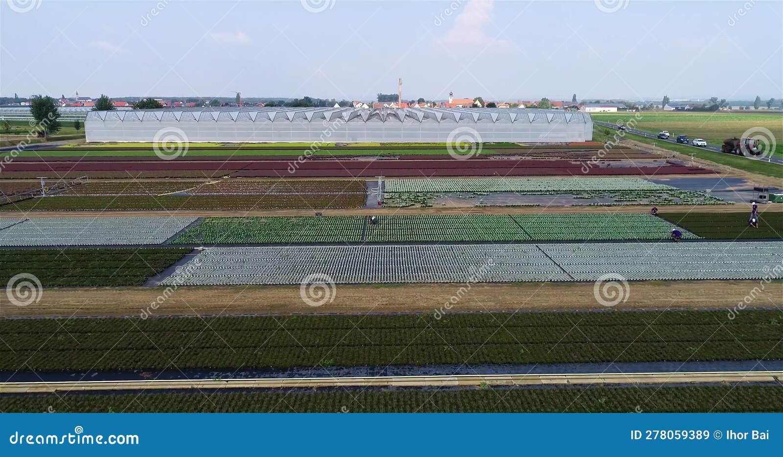 Growing Flowers on a Farm. Agricultural Complex for Growing Flowers ...