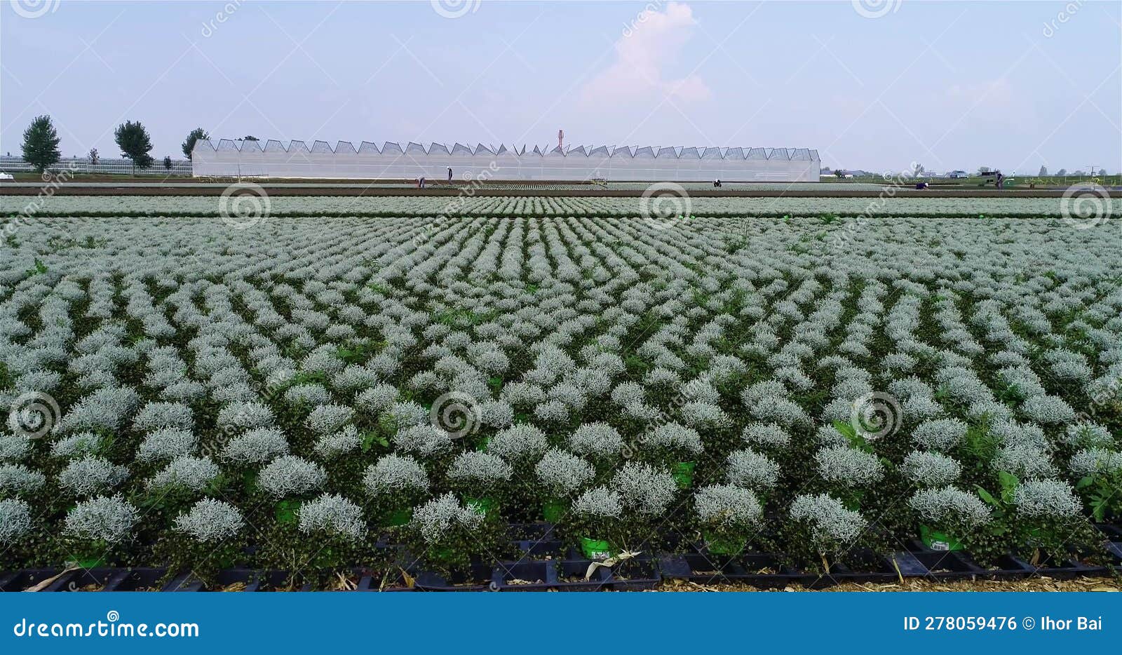 Growing Flowers on a Farm. Agricultural Complex for Growing Flowers ...