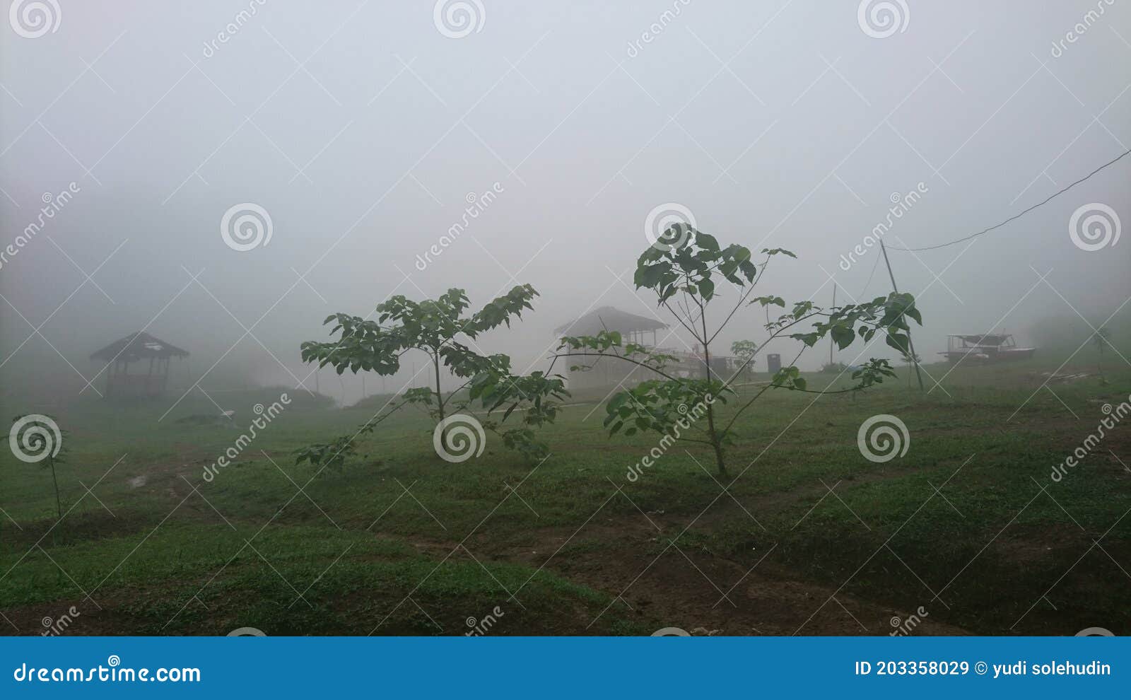 Growing in the fog stock image. Image of growing, tumbuh - 203358029