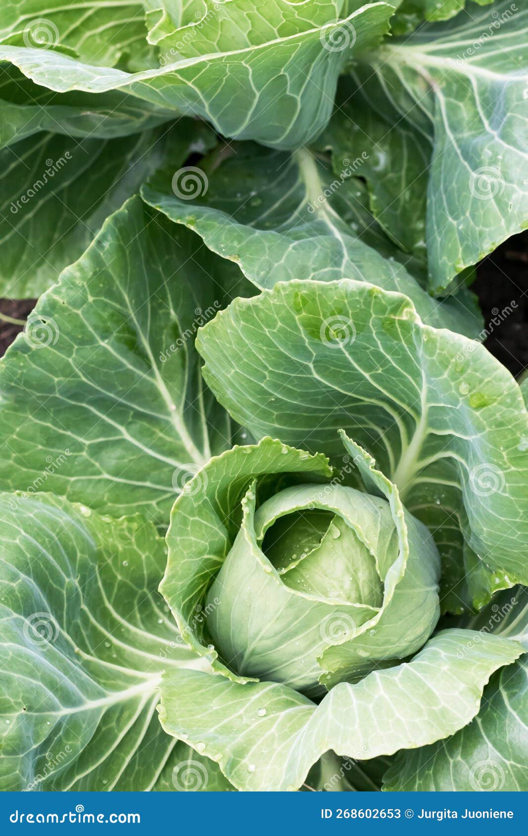 Growing Fresh Cabbage Close Up, Cabbage Background Stock Image - Image ...