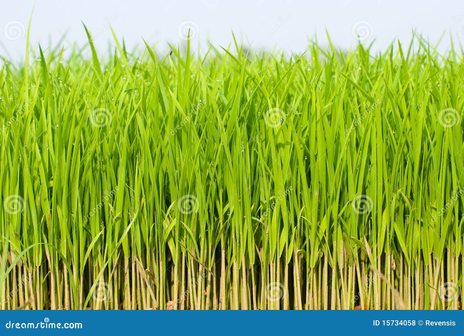 Growing fresh grass stock photo. Image of clean, freshness - 15734058