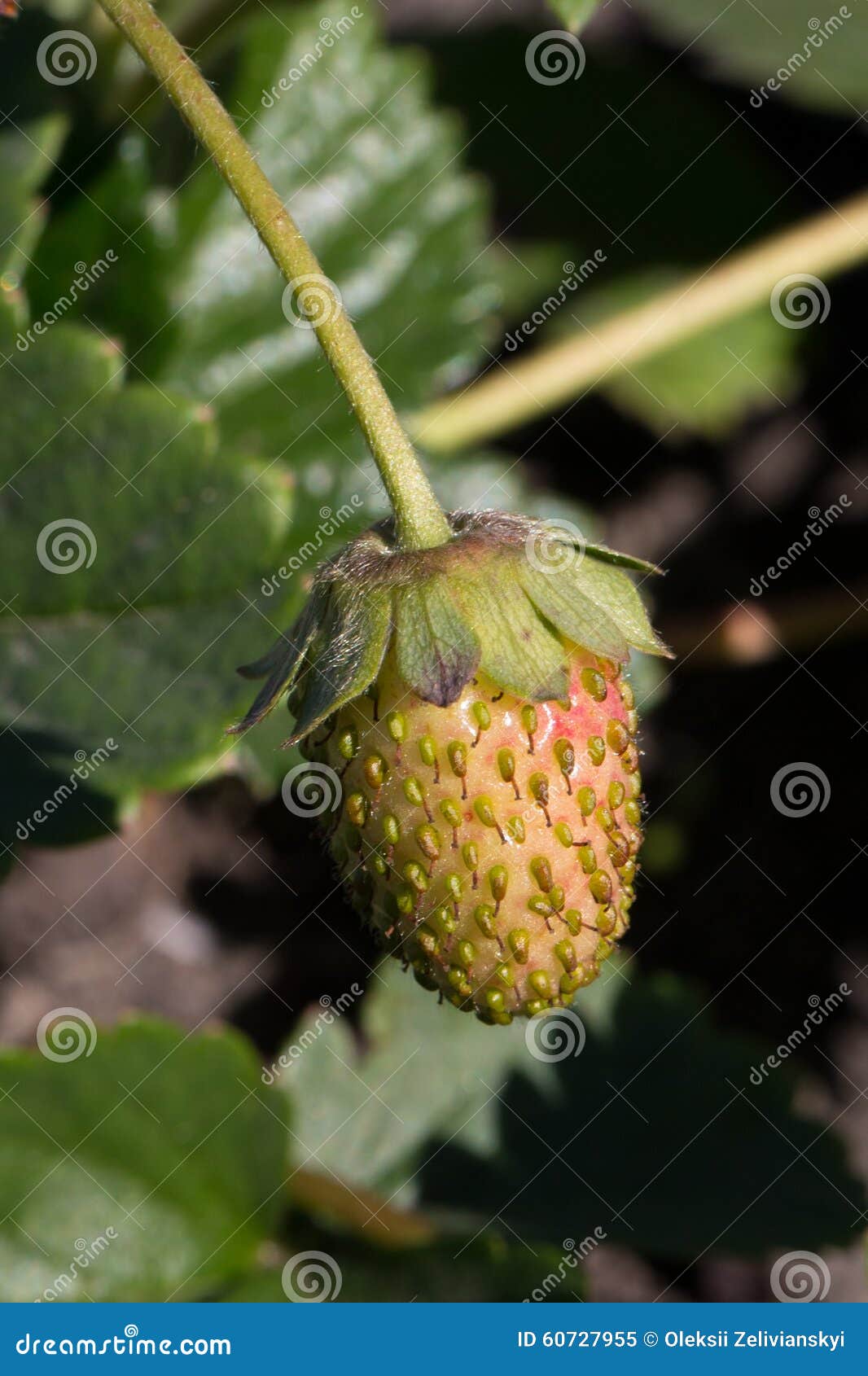 Growing Fresh Green Strawberry Stock Image - Image of agriculture ...