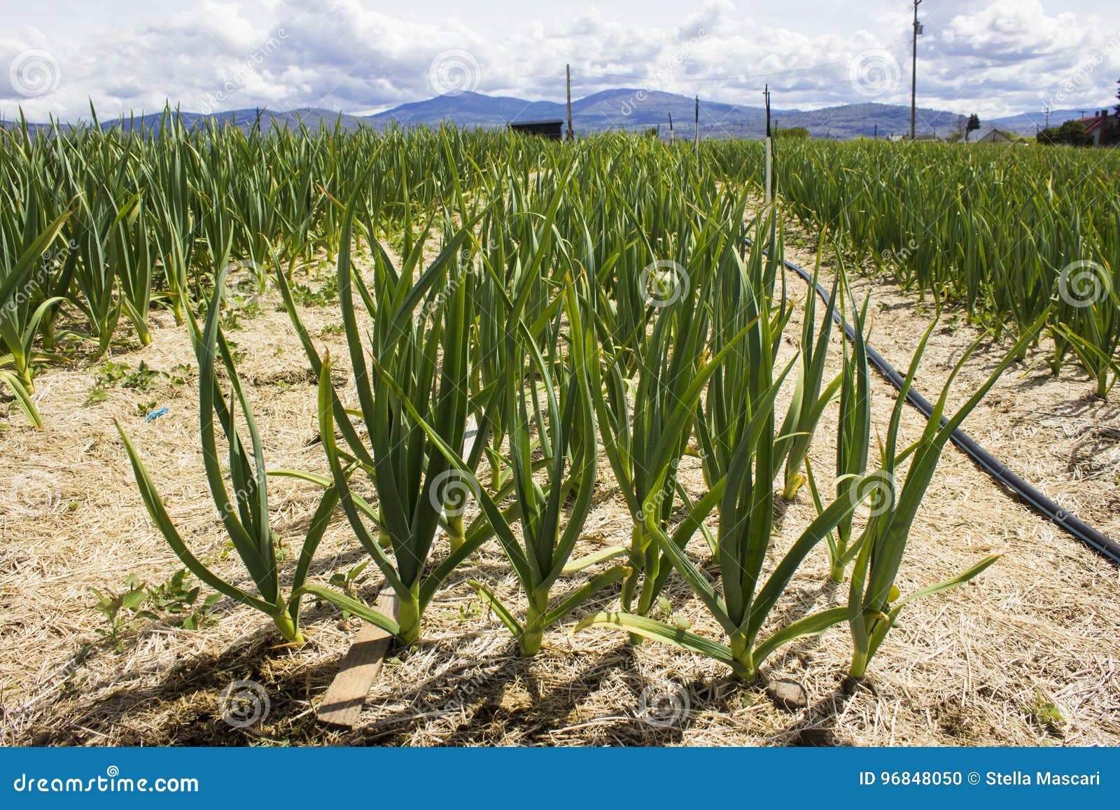 Growing Garlic in a Field stock photo. Image of allium - 96848050