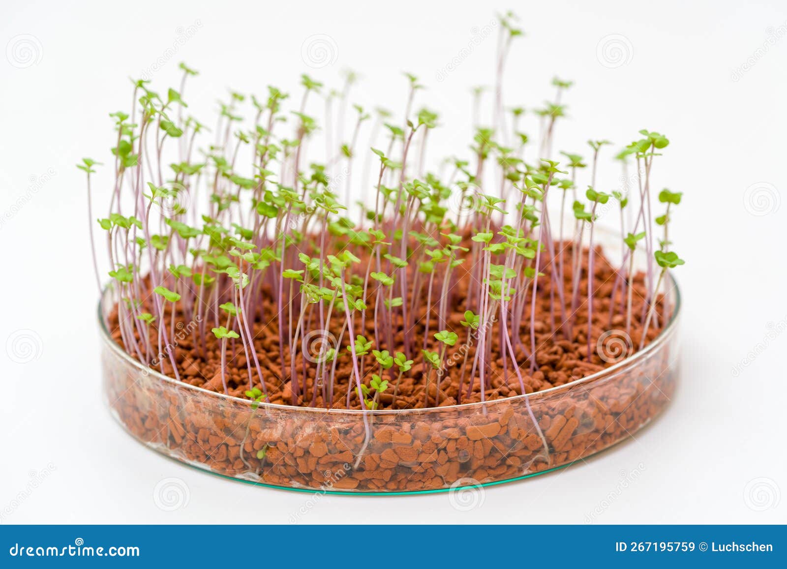 Growing Genetically Modified Plants in the Laboratory Stock Image ...