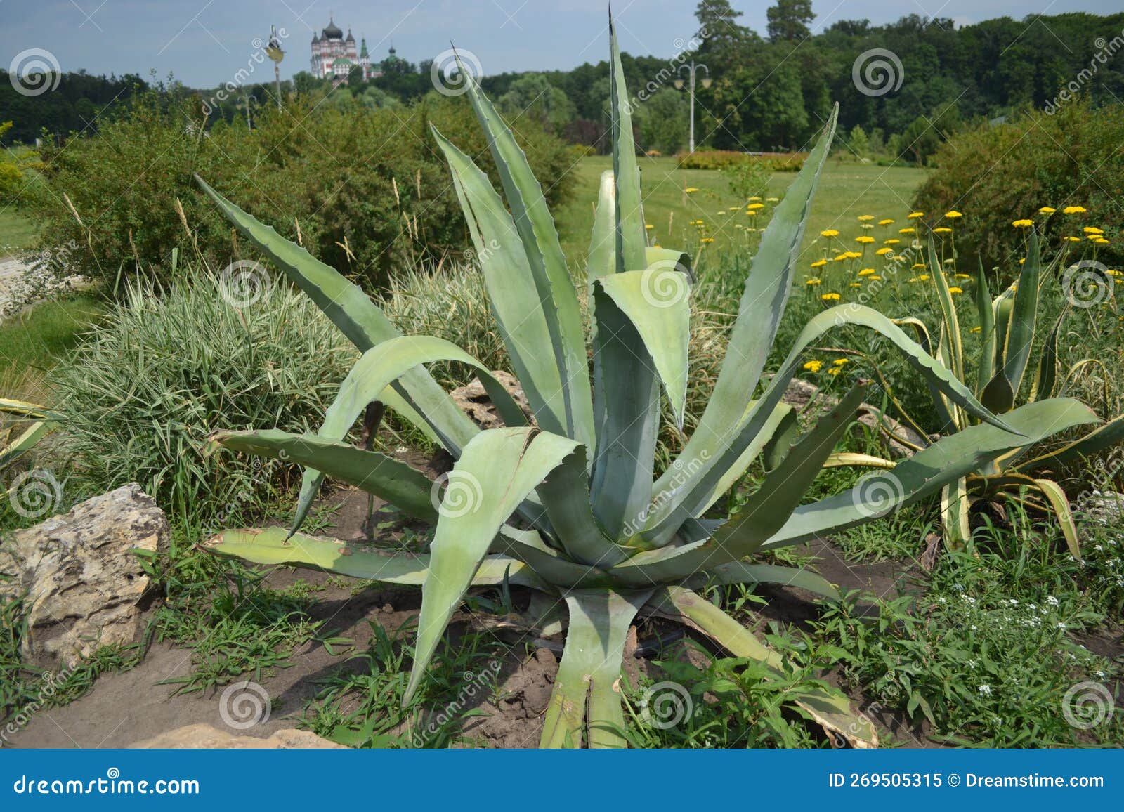 Plant stock image. Image of wildflower, food, plant - 269505315
