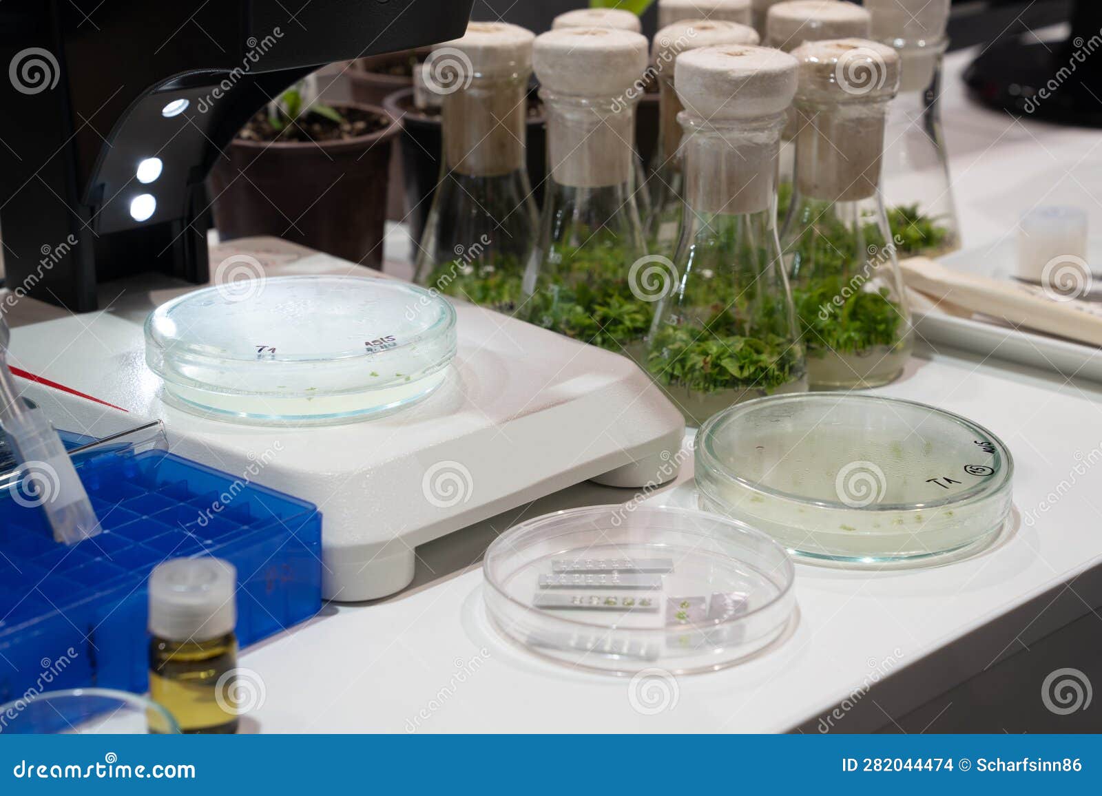 Growing GMO Wheat and Beans in the Laboratory. Stock Photo - Image of ...