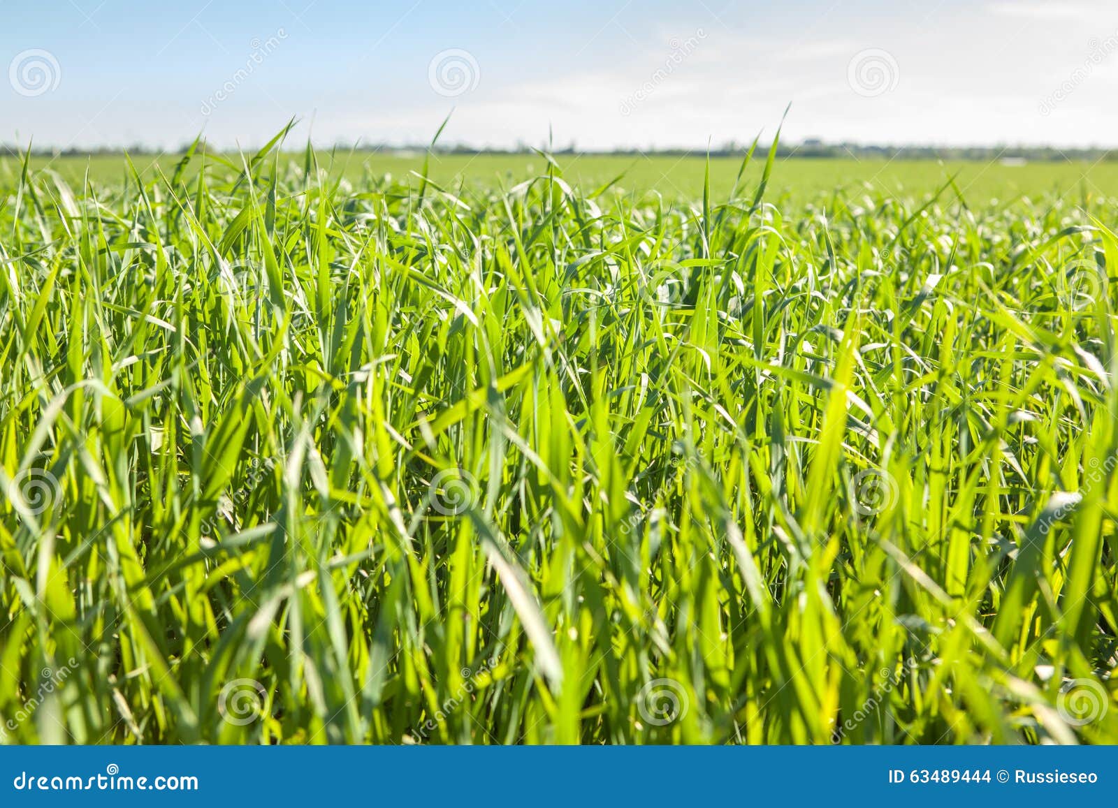 Growing grain stock photo. Image of outdoor, field, agriculture - 63489444