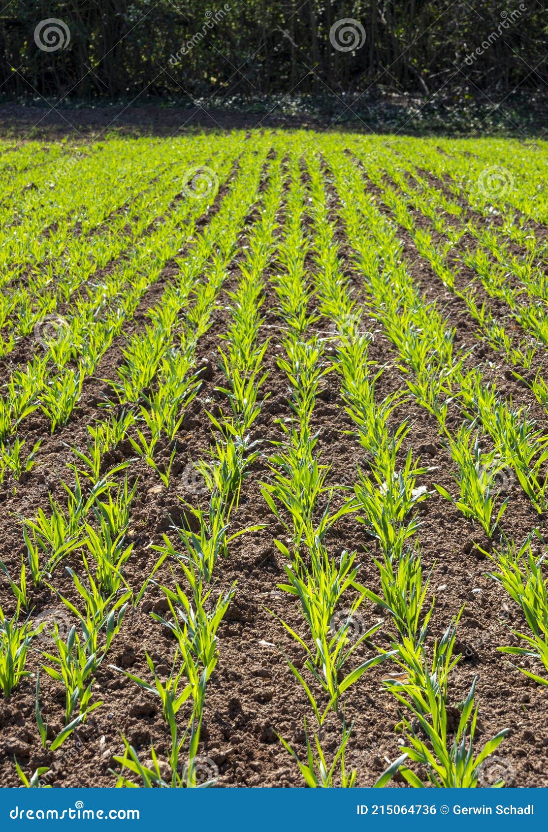 Young Wheat Sprouting in the Agricultural Field Stock Photo - Image of ...