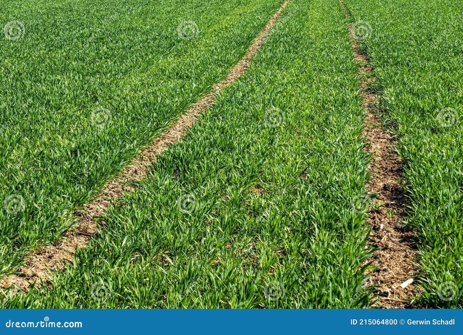 Young Wheat Sprouting in the Agricultural Field Stock Photo - Image of ...