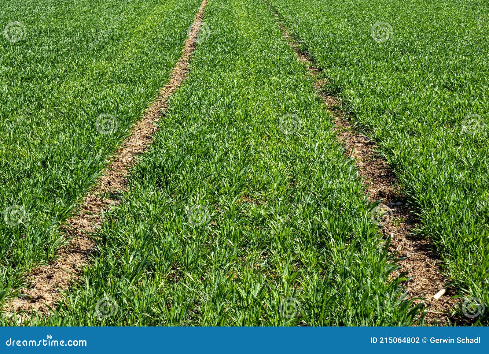 Young Wheat Sprouting in the Agricultural Field Stock Photo - Image of ...