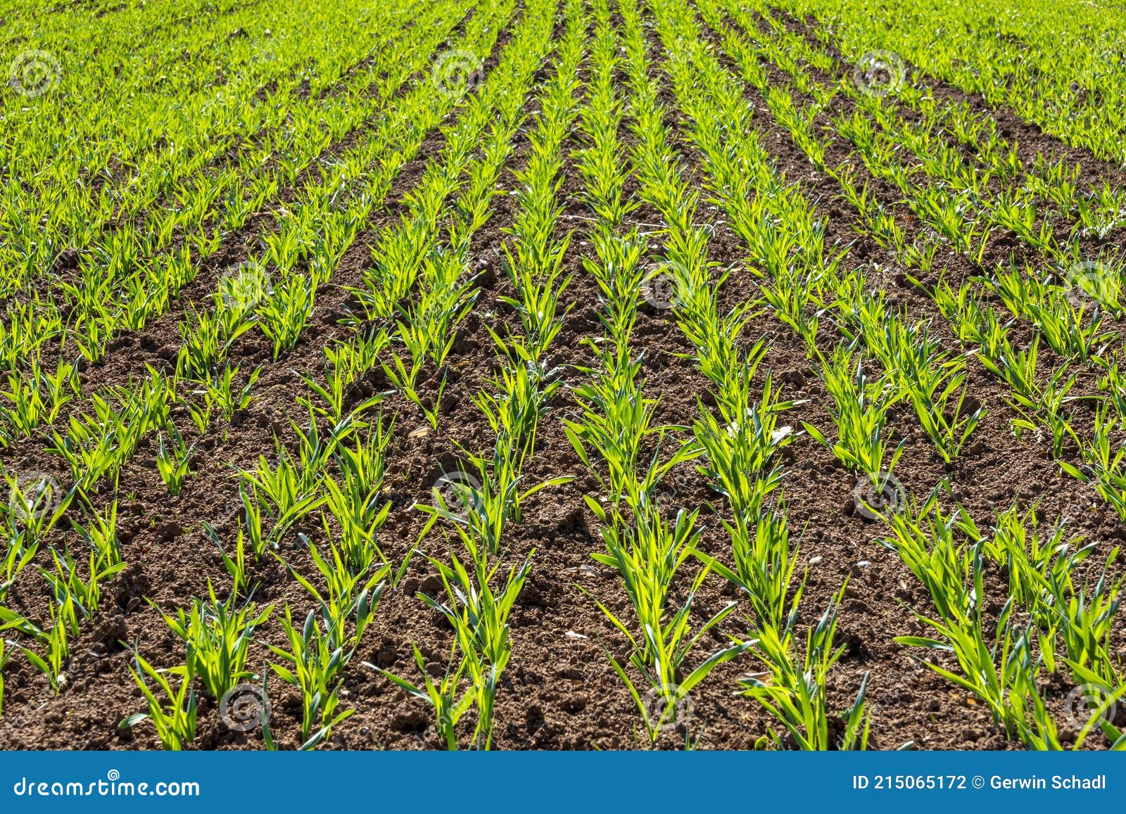 Young Wheat Sprouting in the Agricultural Field Stock Photo - Image of ...