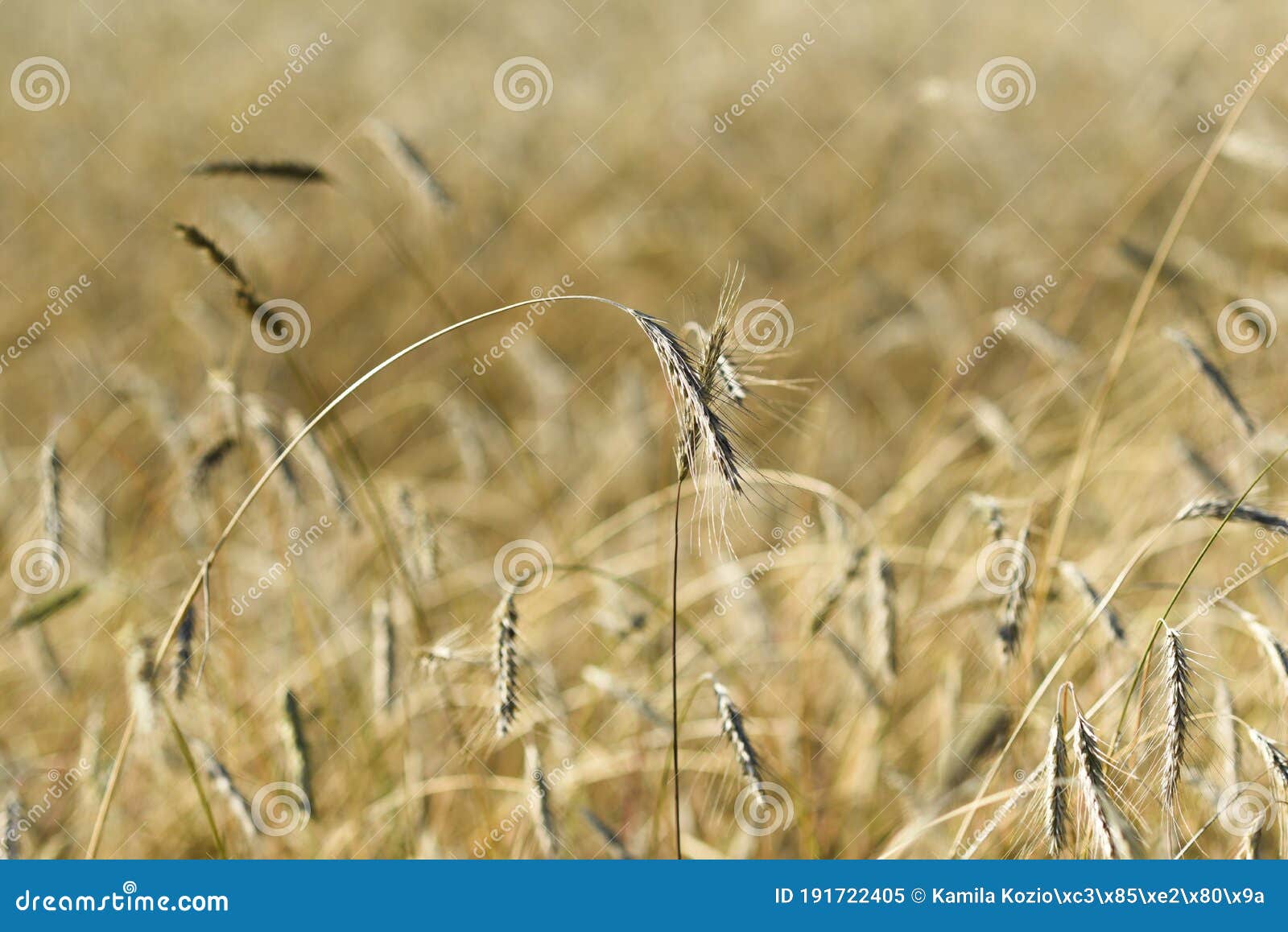 Growing Grain in the Field on a Sunny Day Stock Image - Image of ...