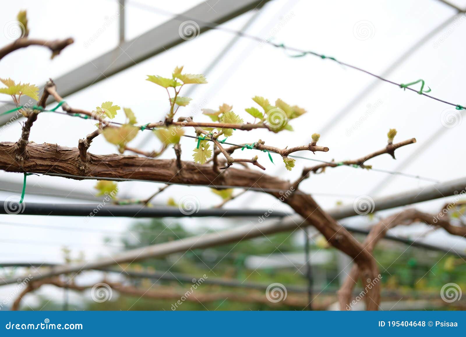 Growing Grape Fruit Plant Tree in Vineyard Farm Stock Photo - Image of ...