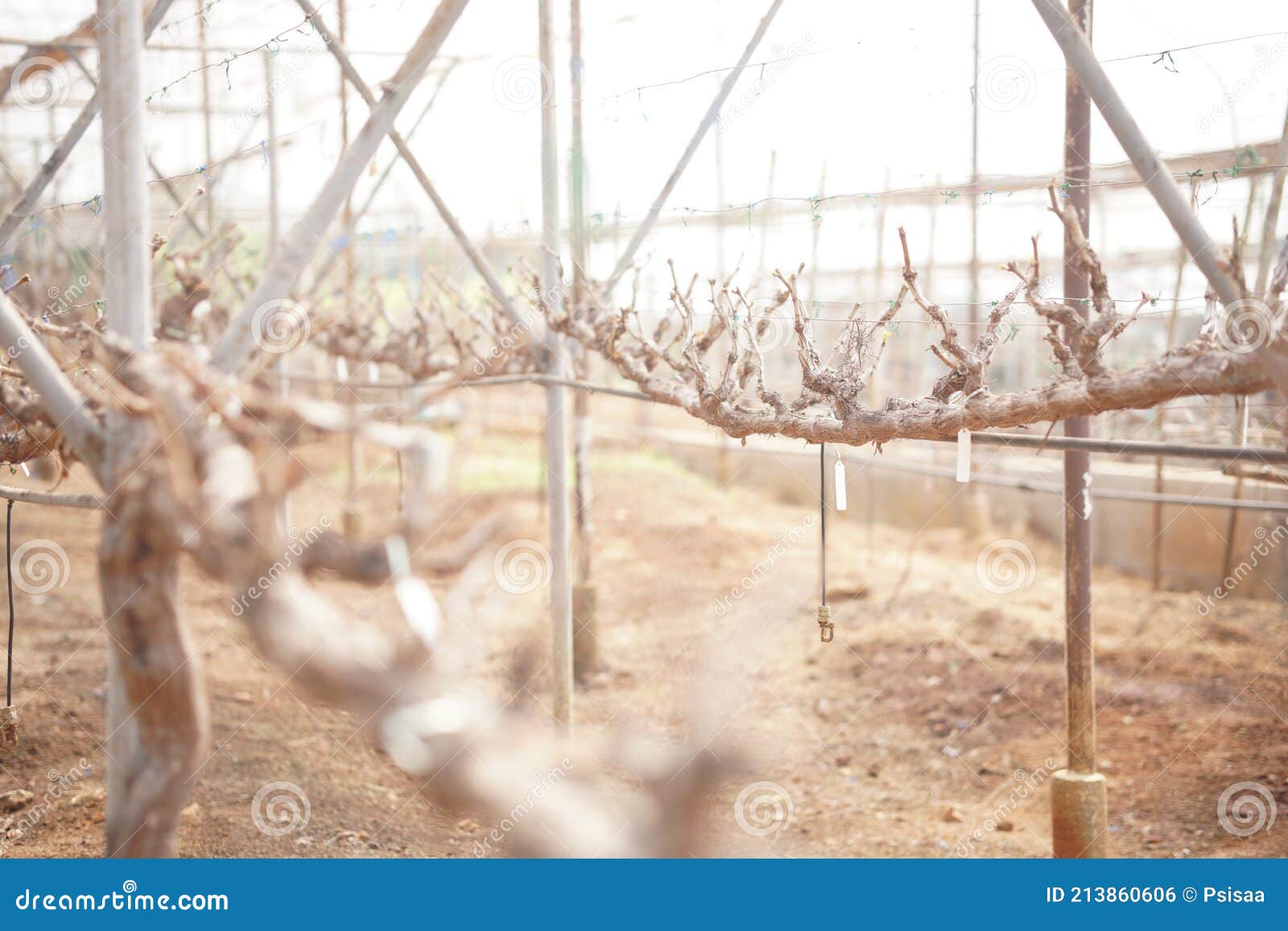 Growing Grape Fruit Plant Tree in Vineyard Farm Stock Photo - Image of ...