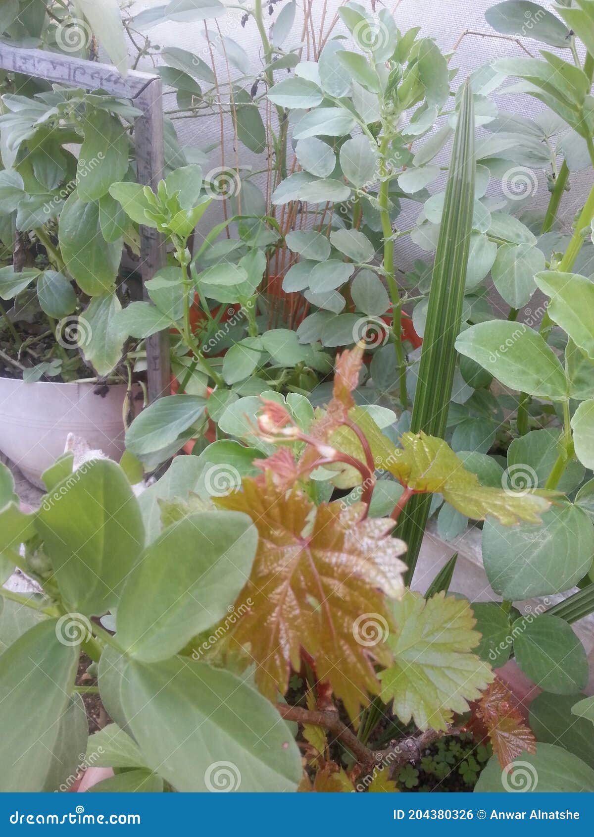 Growing a Grape Leaf Tree in the Garden Stock Photo - Image of herb ...