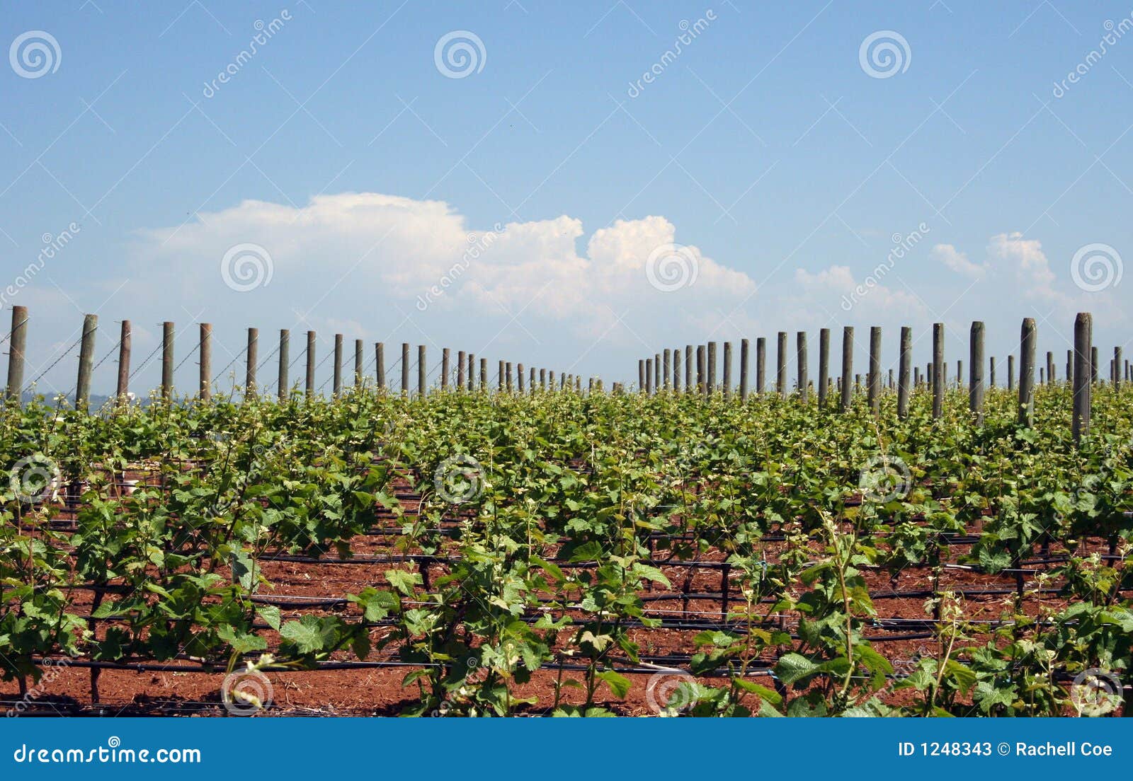 Growing Grape Vines stock image. Image of countryside - 1248343