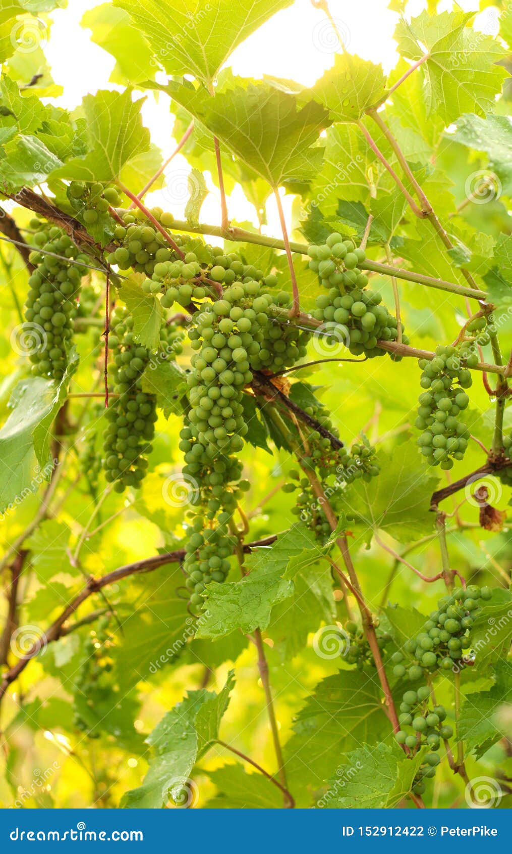 Growing Grape in Vineyard in the Sunlight. Clusters of Unripe Grape ...