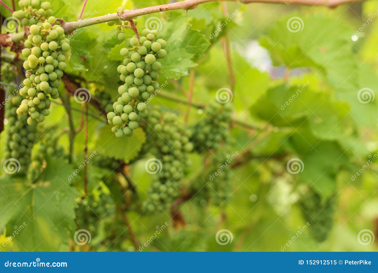 Growing Grape in Vineyard in the Sunlight. Clusters of Unripe Grape ...