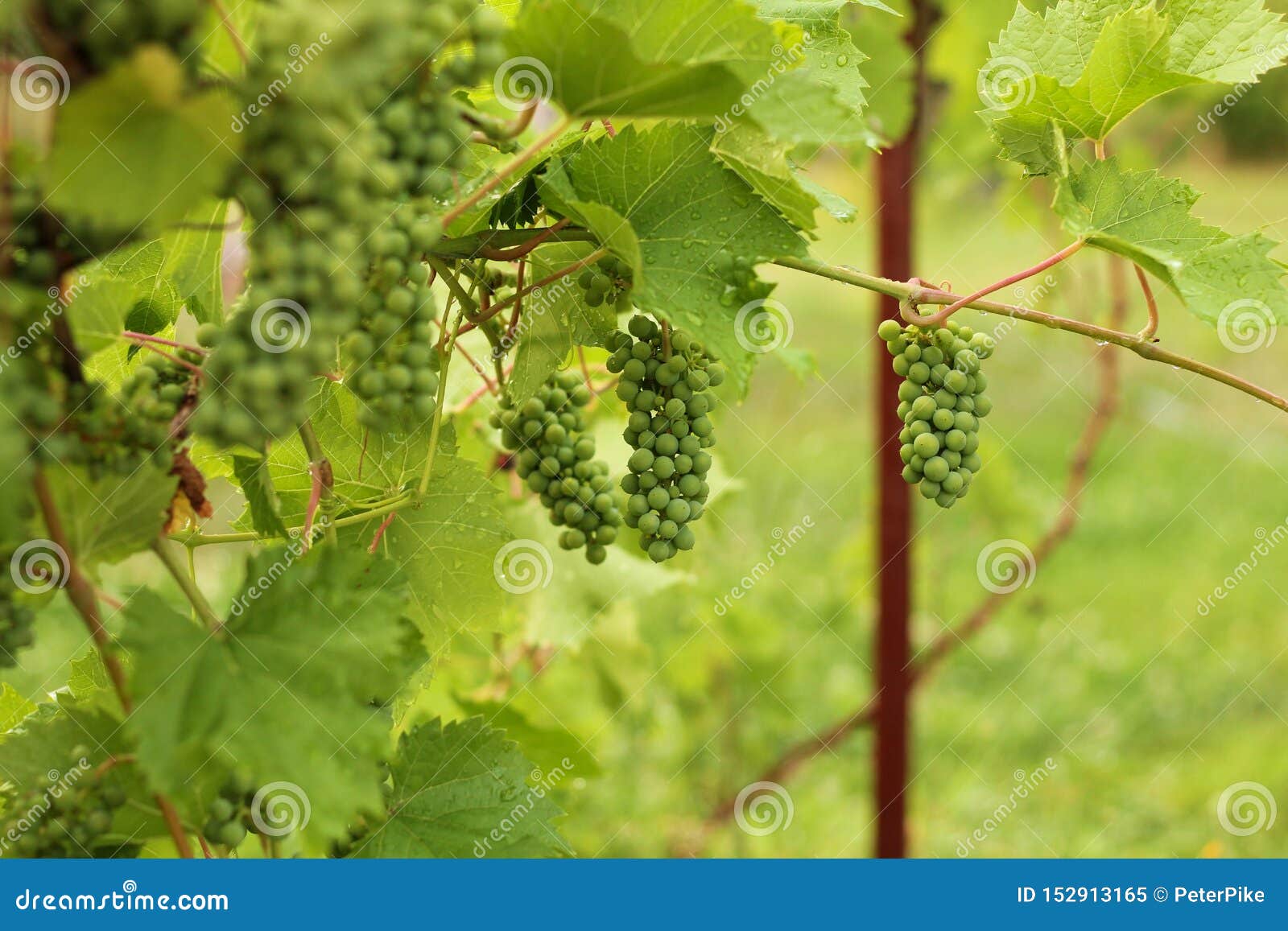 Growing Grape in Vineyard in the Sunlight. Clusters of Unripe Grape ...