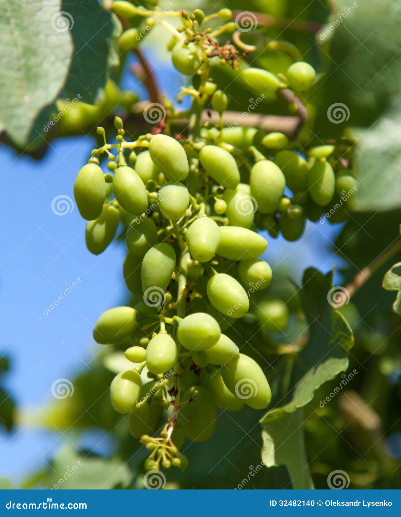 Growing Grapes Close-up in Nature Stock Photo - Image of diet, crop ...