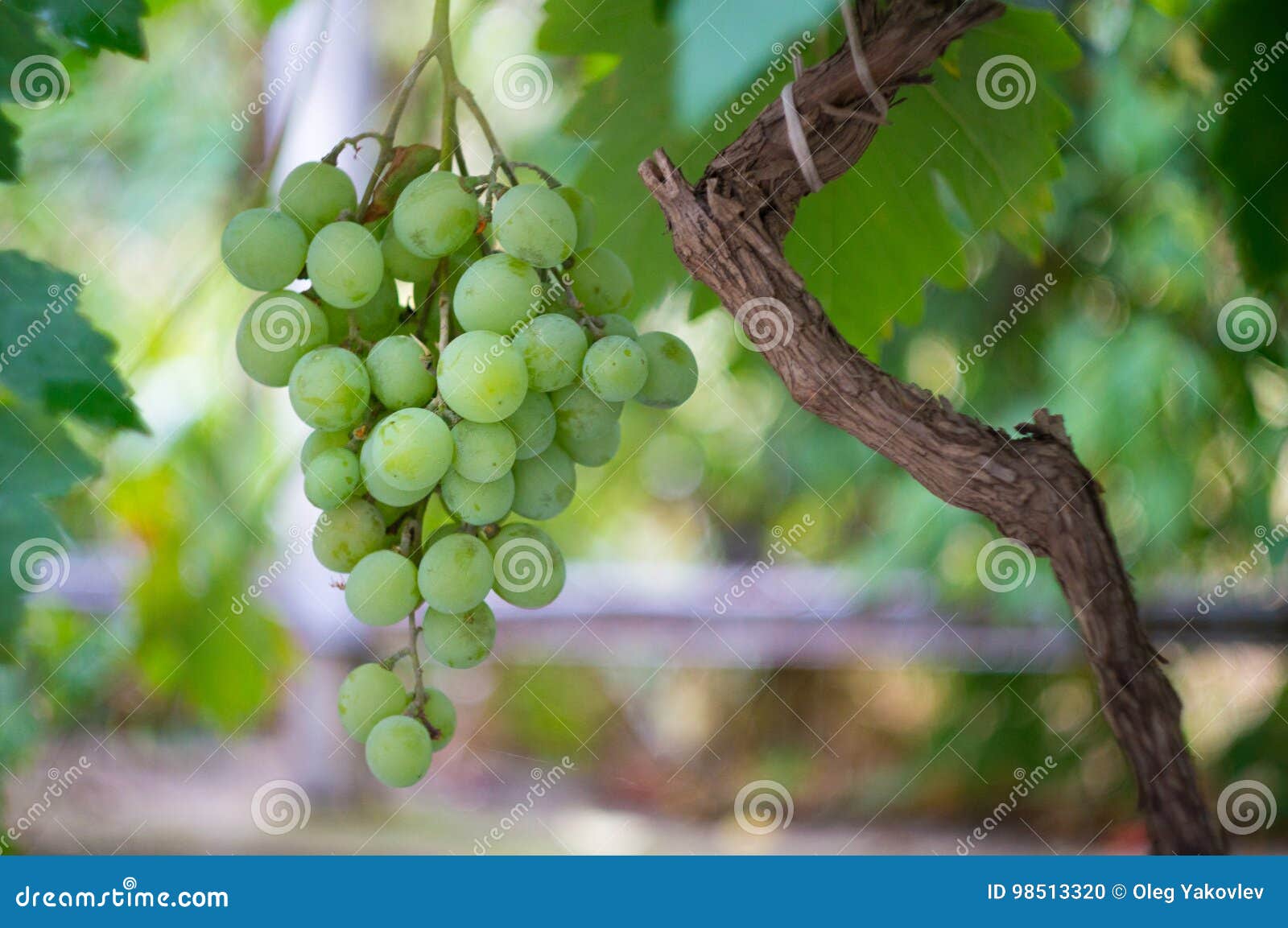 Growing Grapes Green on Bush Stock Photo - Image of environment, growth ...