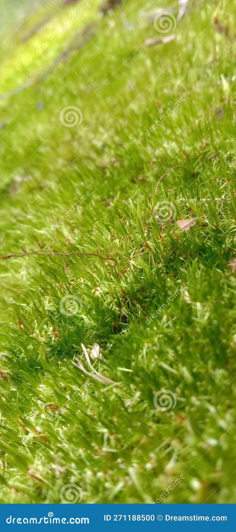 Growing grass or moss stock photo. Image of branch, field - 271188500