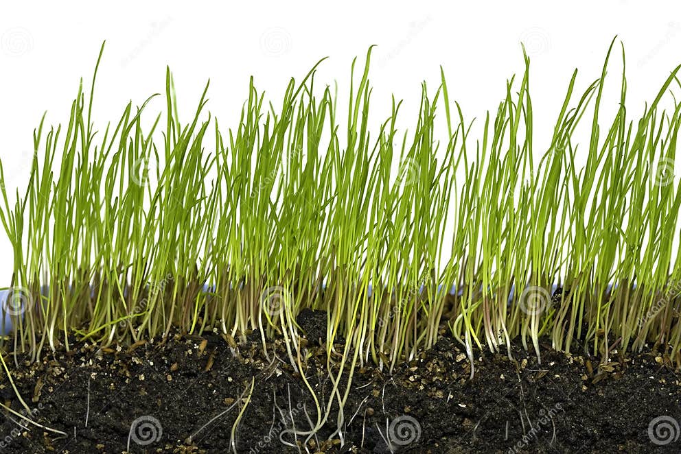 Growing Grass in Six Stages Stock Photo - Image of plant, seed: 23543322