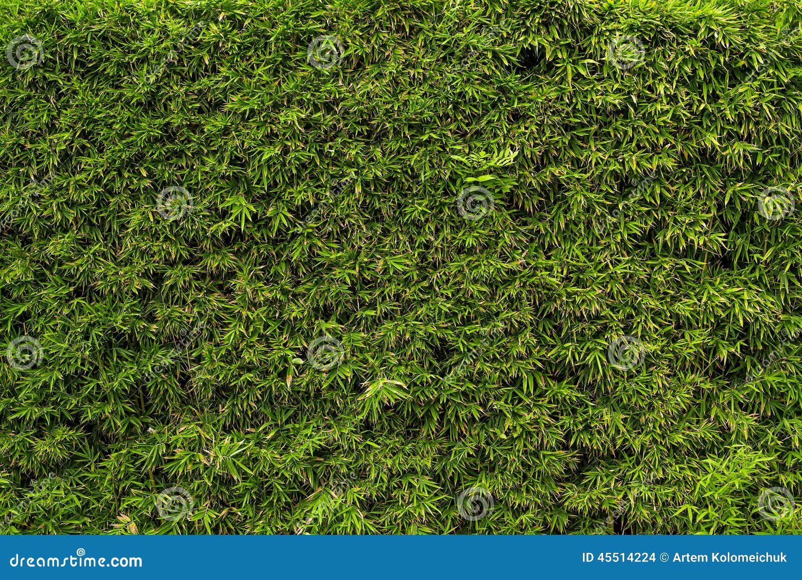 Growing Grass Surface Texture Stock Photo - Image of pattern, garden ...