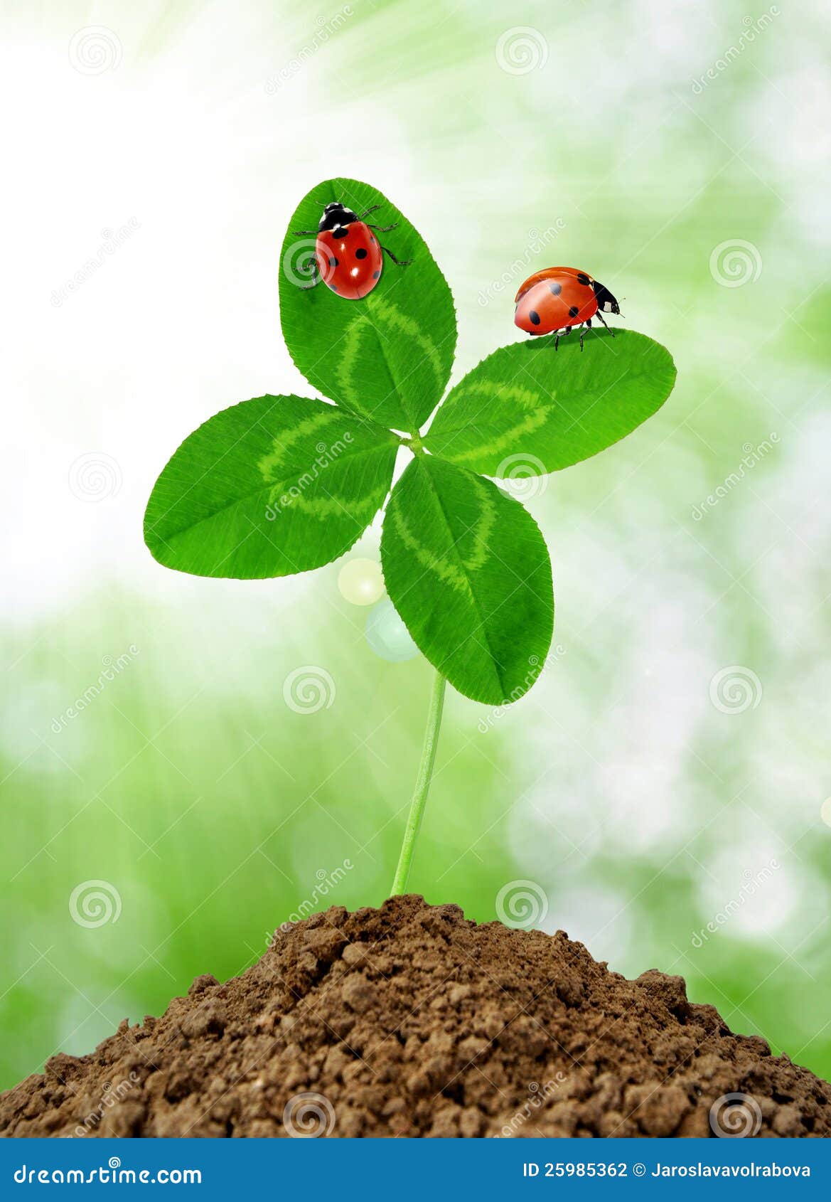 Growing Green Clover with the Ladybugs Stock Photo - Image of fresh ...