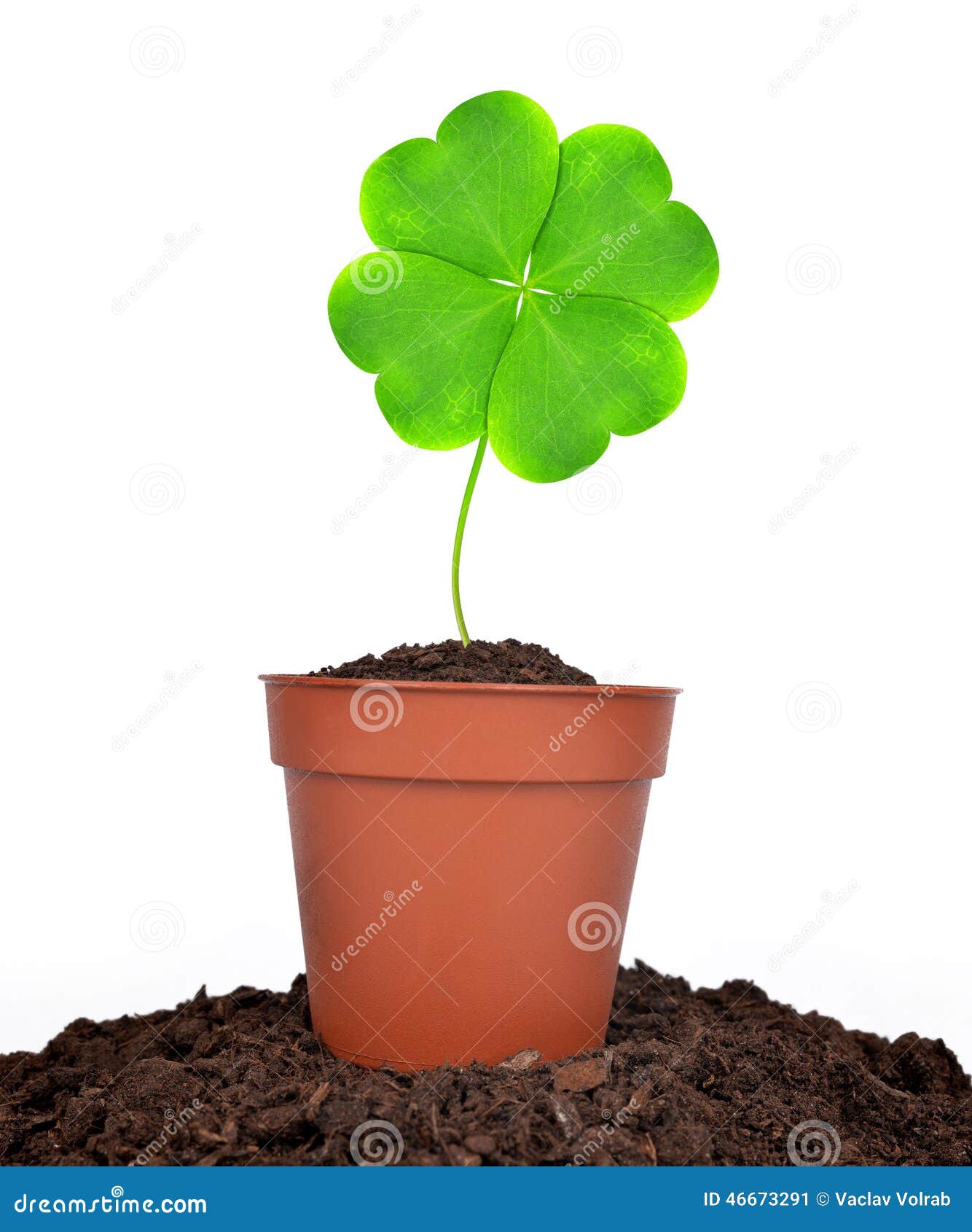Growing Green Clover Leaf in Pot Stock Image - Image of foliage ...