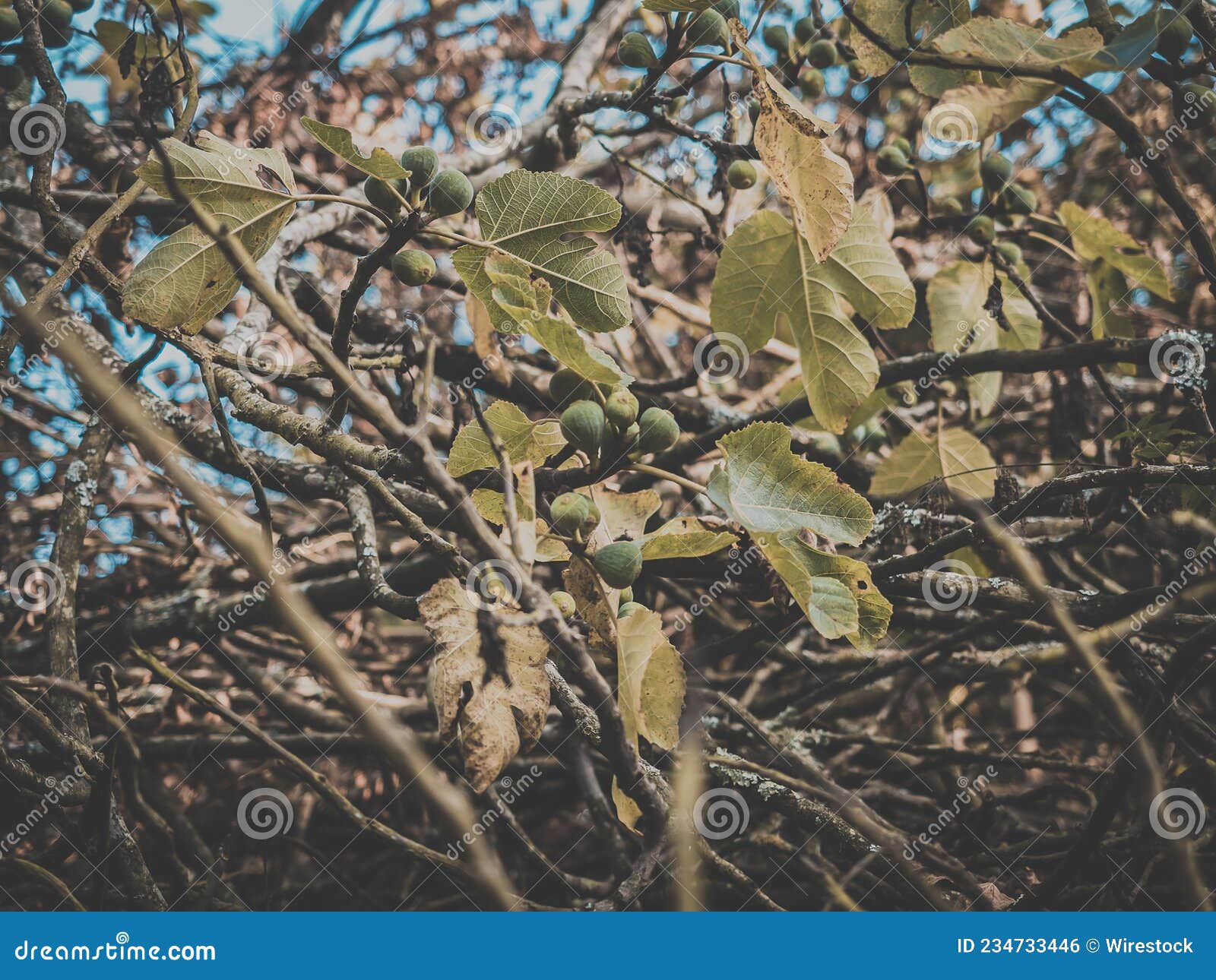 Growing Green Figs on the Tree Branches in the Garden Stock Photo ...