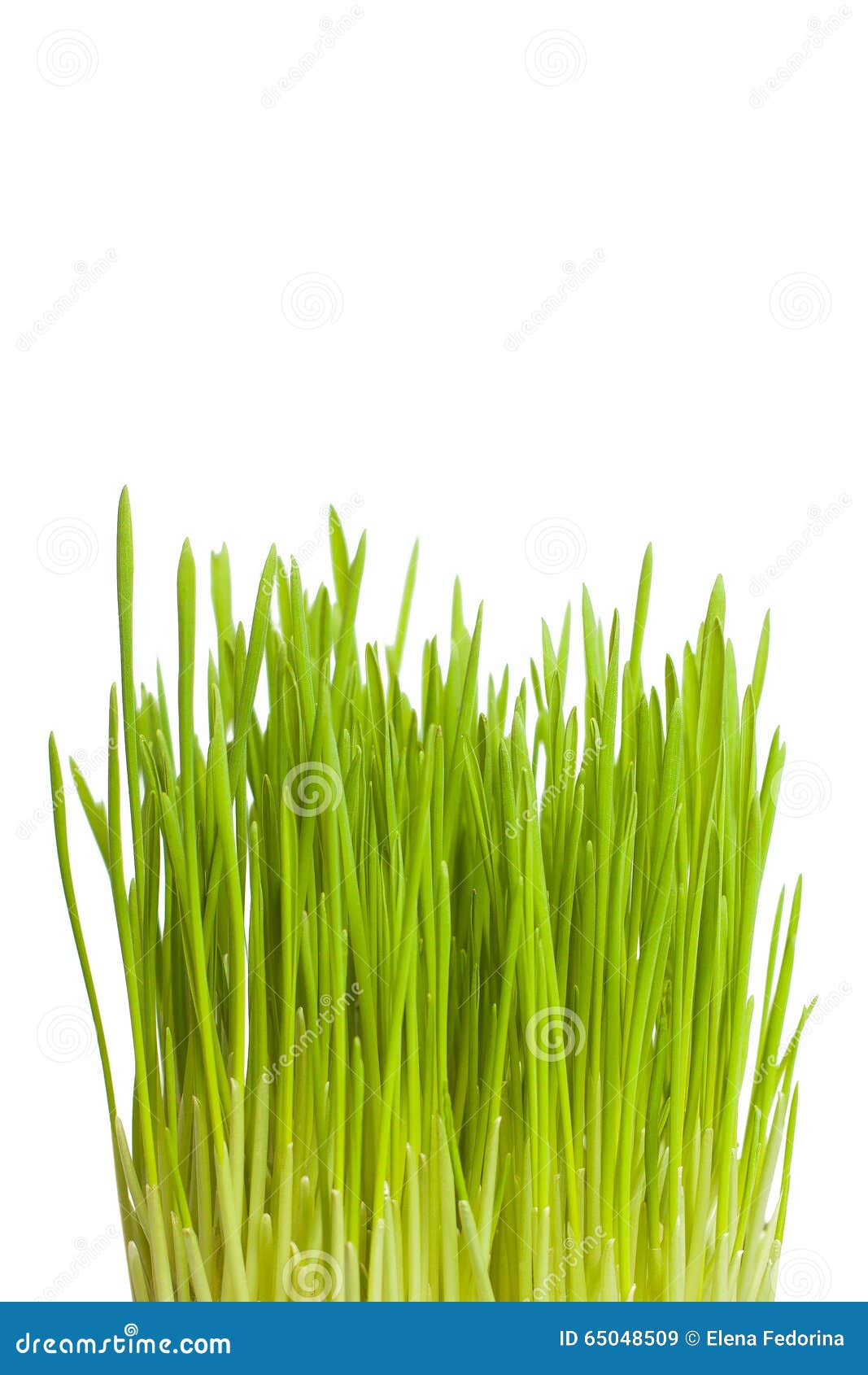 Growing Green Grass Vertical Stock Image - Image of backdrop, isolated ...