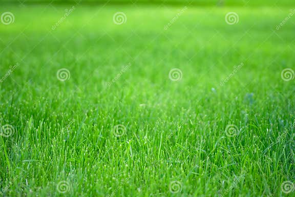 Growing Green Lawn Or Grass Agricultural Landscape In The Summer Time Stock Image Image Of