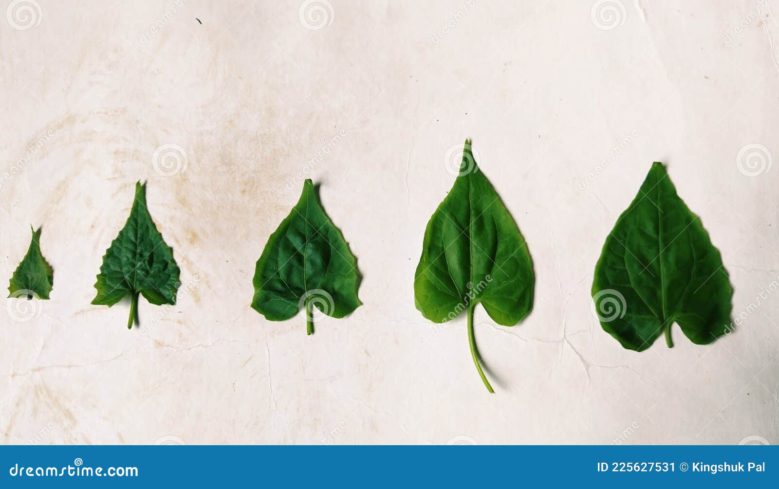 Growing Green Leaf from Small To Big Stock Image - Image of shrub ...