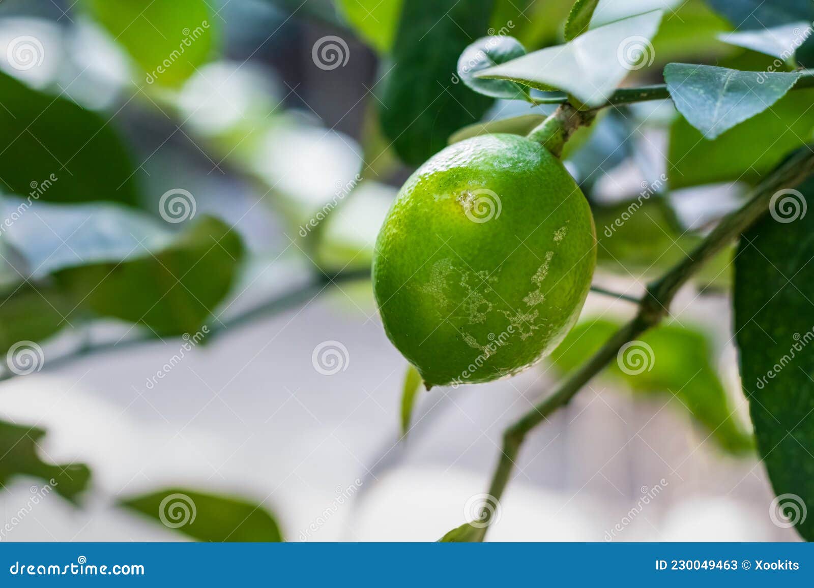 Growing Green Lemon on the Tree in the Garden Stock Image - Image of ...