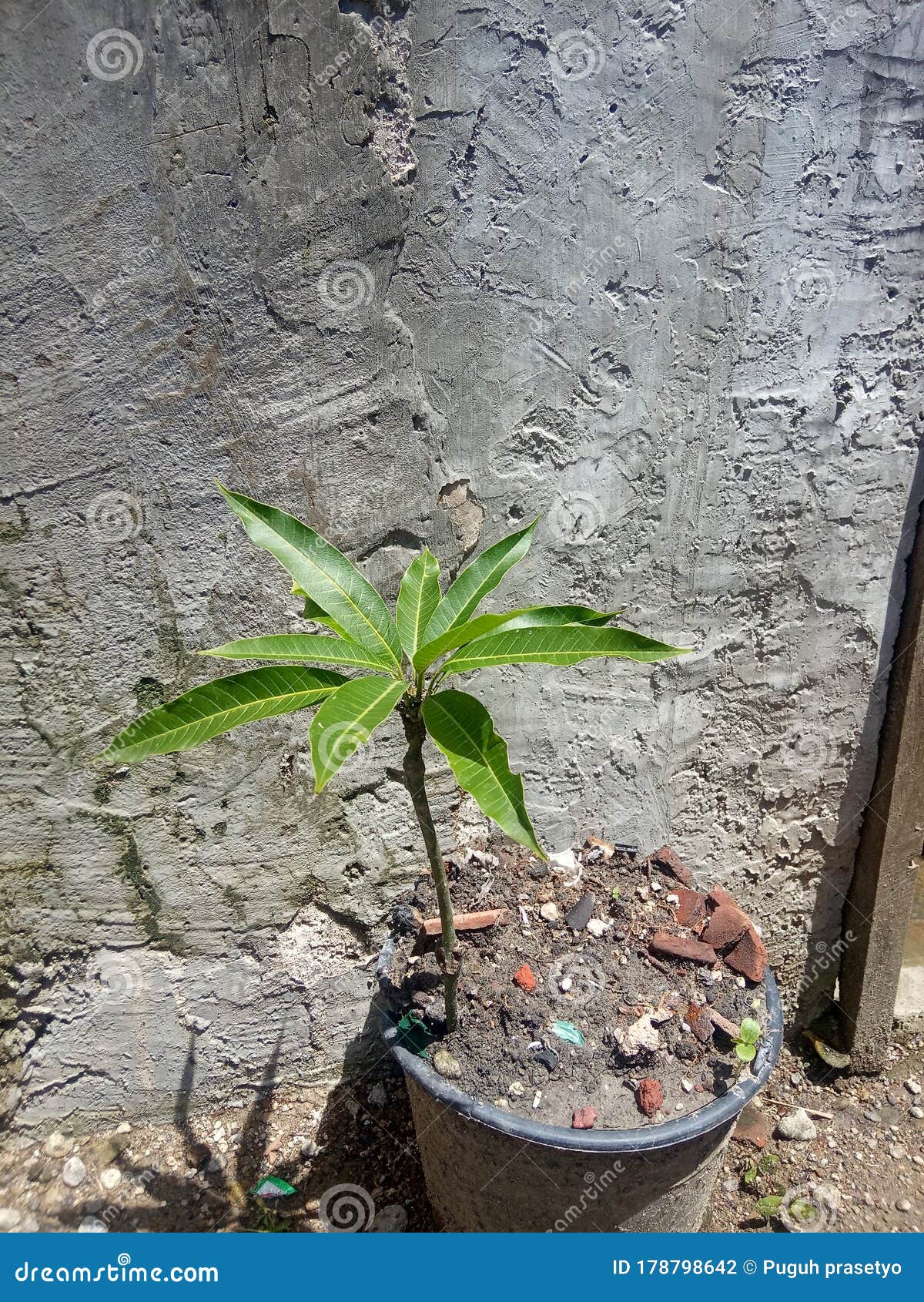 Growing Green Mango Seedlings from Home Gardens Stock Photo - Image of ...