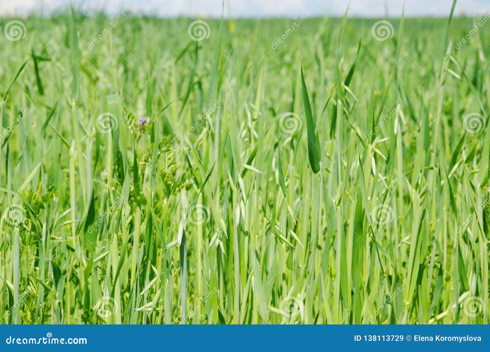 Growing Green Oats on the Field Stock Image - Image of sowing, oats ...