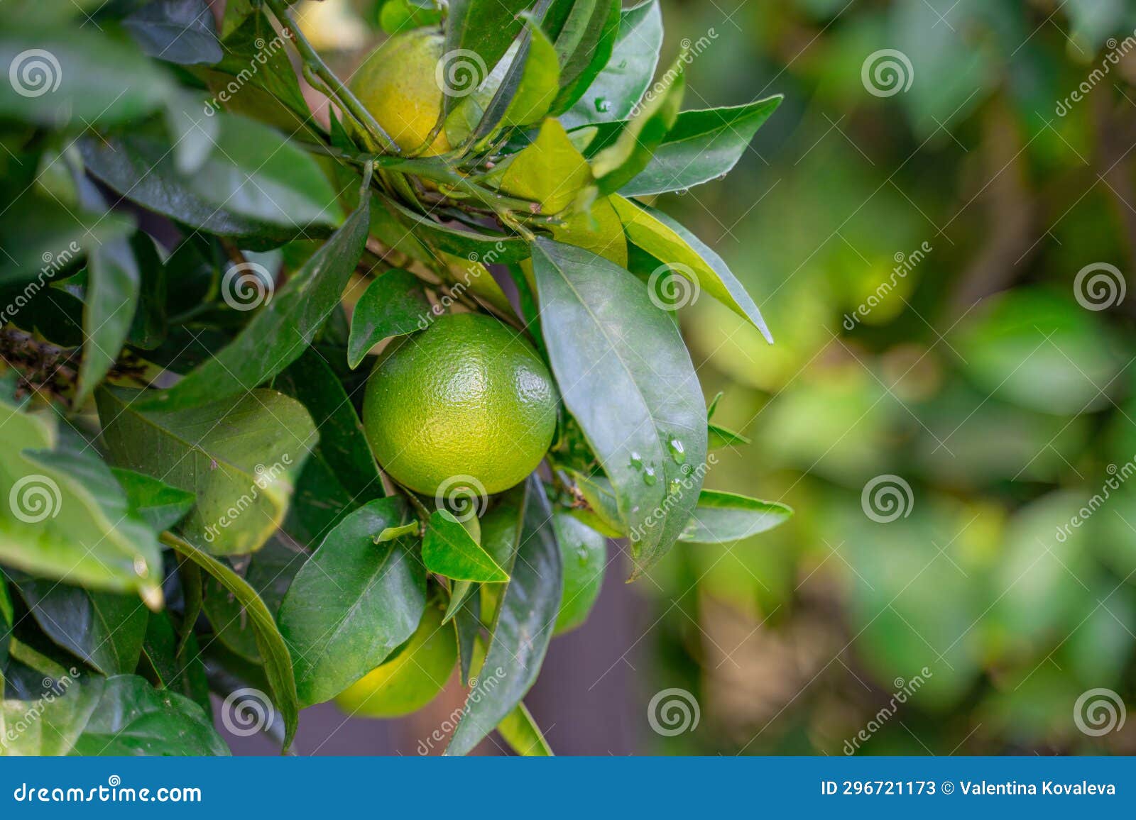 Growing Green Orange, Lemon, Citrus Stock Image - Image of health, tree ...